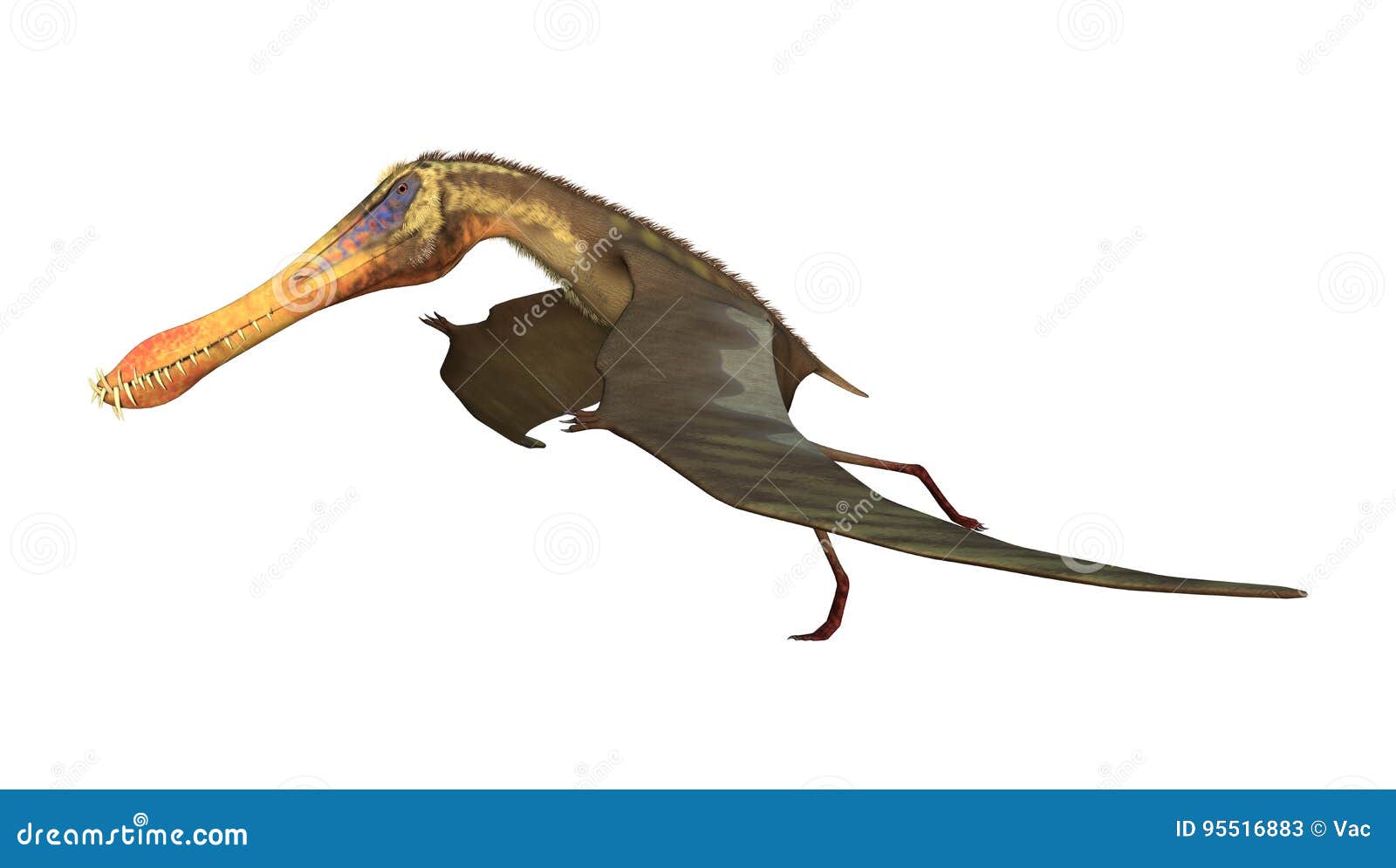 3D Rendering Pterodactyl Anhanguera On White Stock Photography ...