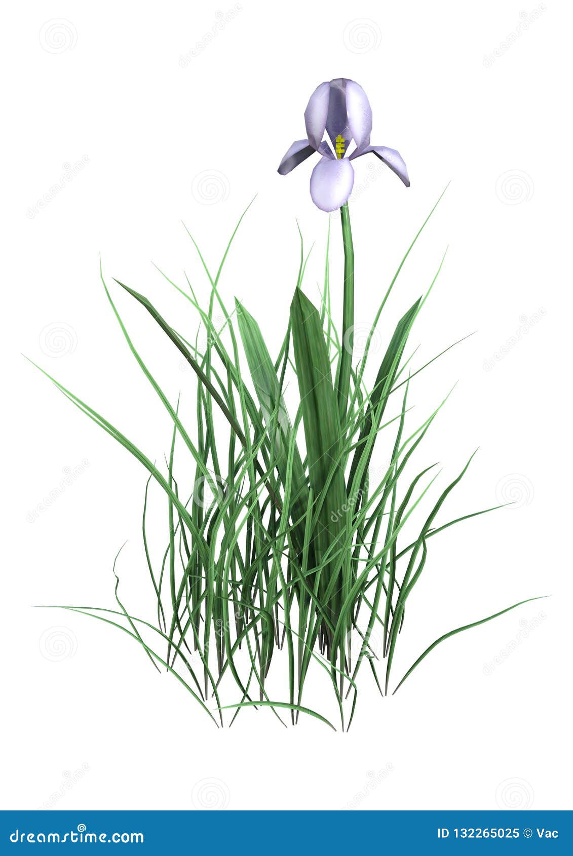 3D Rendering Iris Flower on White Stock Image - Image of white, blossom ...