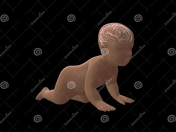 X-ray Image of Crawling Baby with Brain Inside.3D Rendering Stock ...