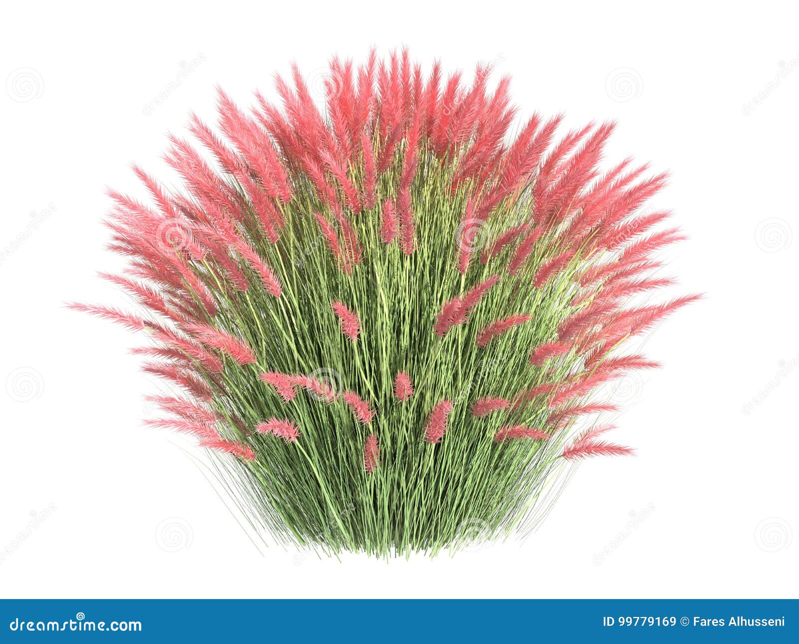 3d Rendering of a Realistic Flower Bush from Front View Isolate Stock ...