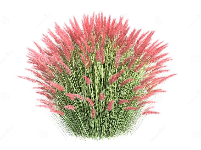 3d Rendering of a Realistic Flower Bush from Front View Isolate Stock ...