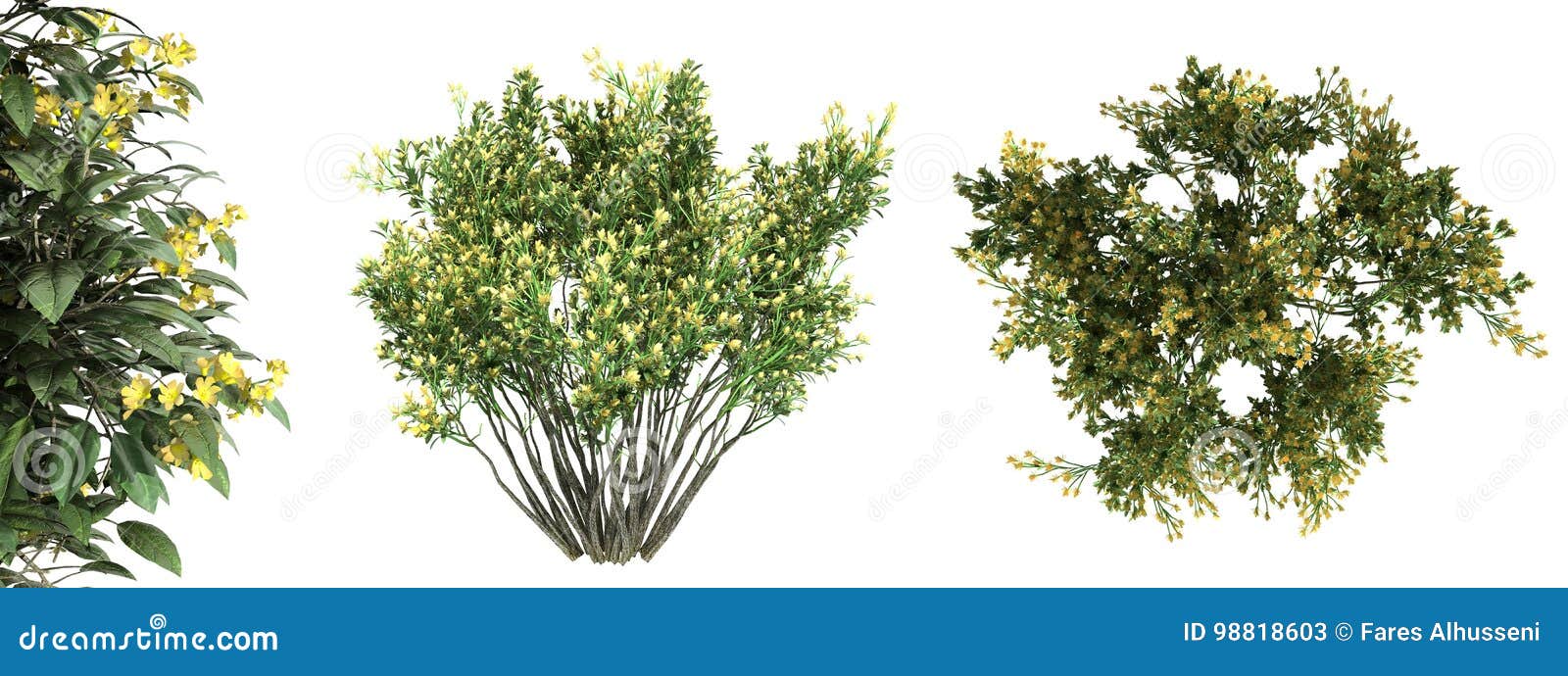 3d Rendering of a Realistic Green Top View Tree Isolated on Whit Stock ...