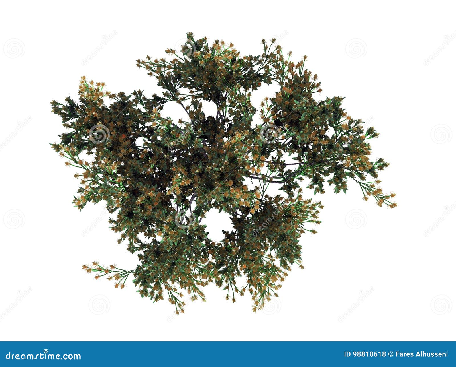 3d Rendering of a Realistic Green Top View Tree Isolated on Whit Stock ...