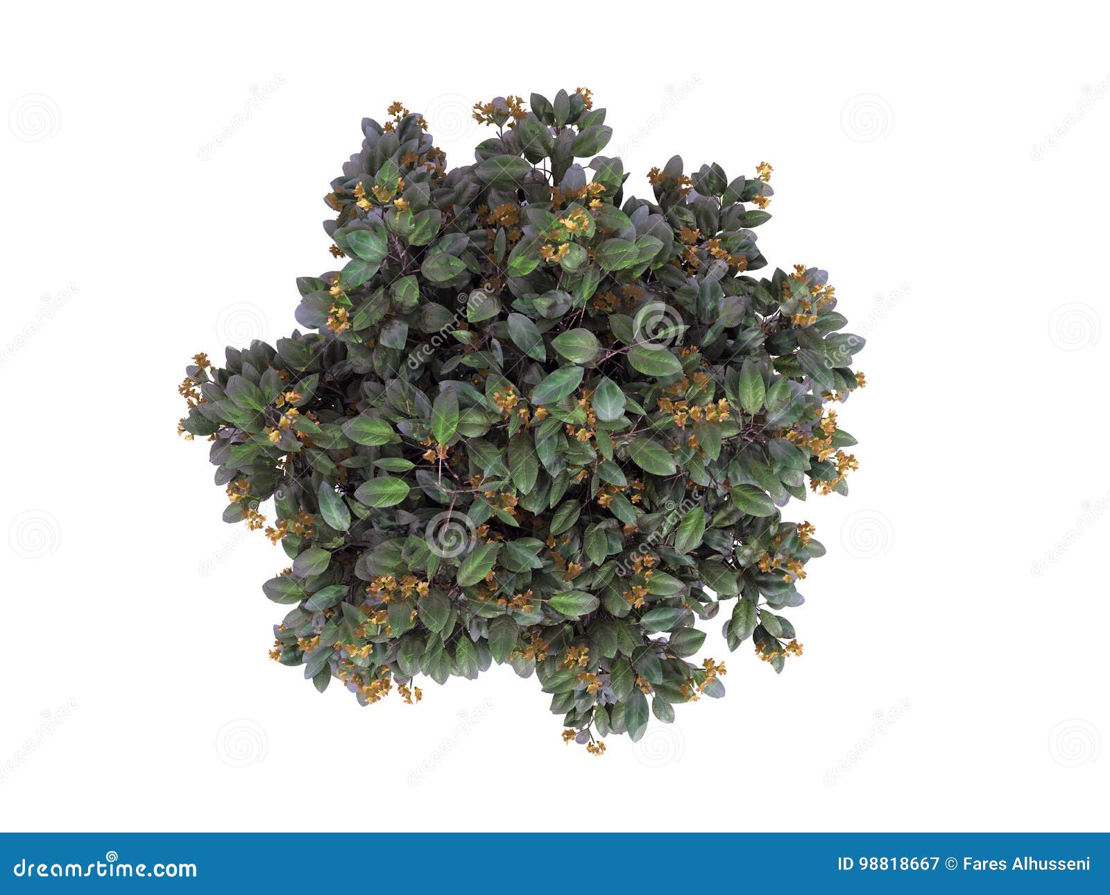 3d Rendering of a Realistic Green Top View Tree Isolated on Whit Stock ...