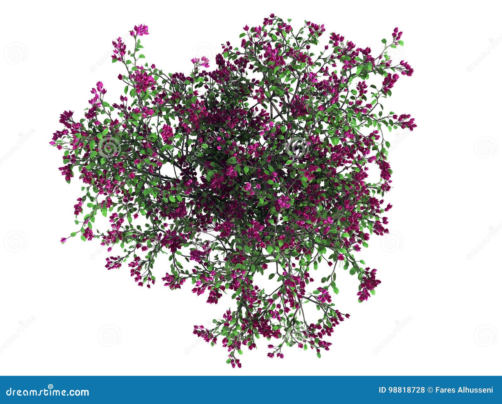 3d Rendering of a Realistic Green Top View Tree Isolated on Whit Stock ...