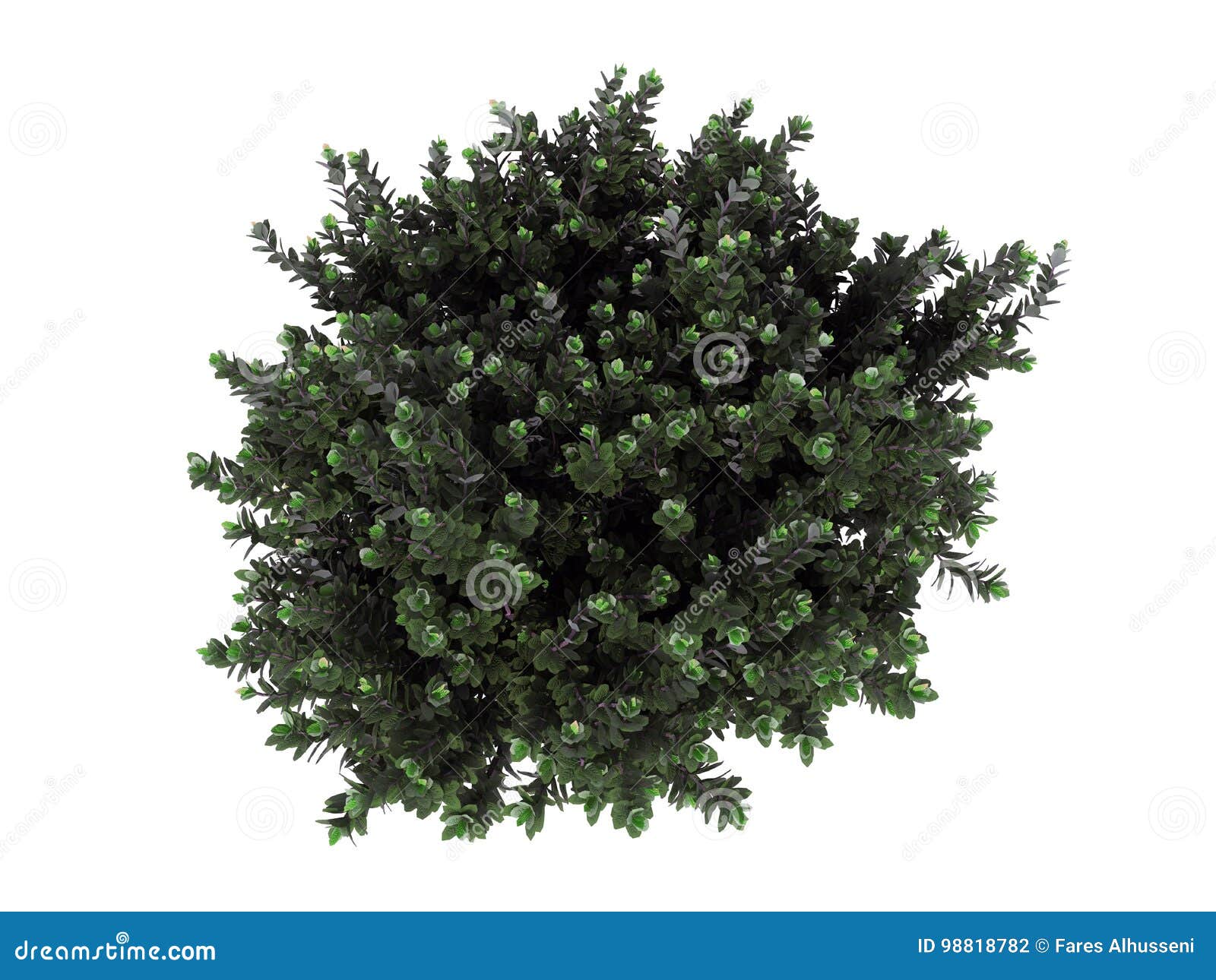 3d Rendering of a Realistic Green Top View Tree Isolated on Whit Stock ...
