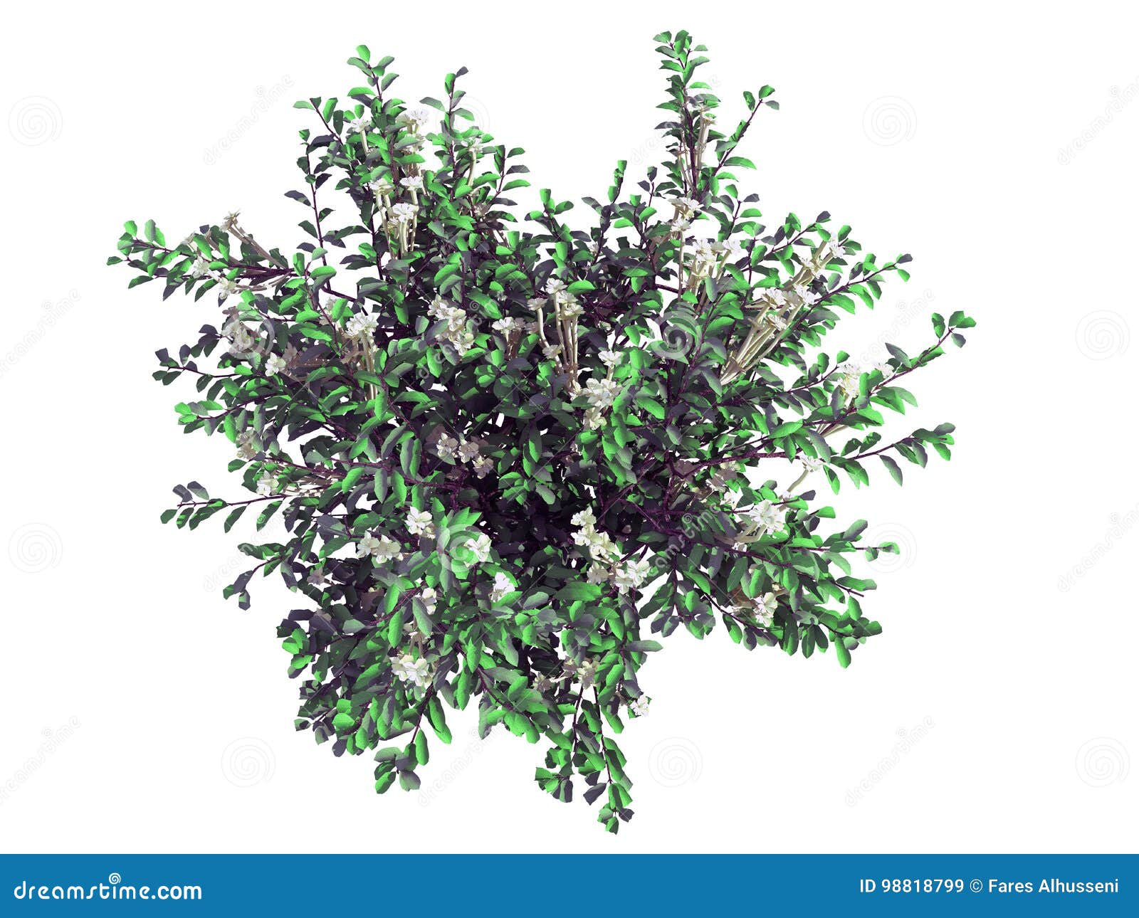 3d Rendering of a Realistic Green Top View Tree Isolated on Whit Stock ...