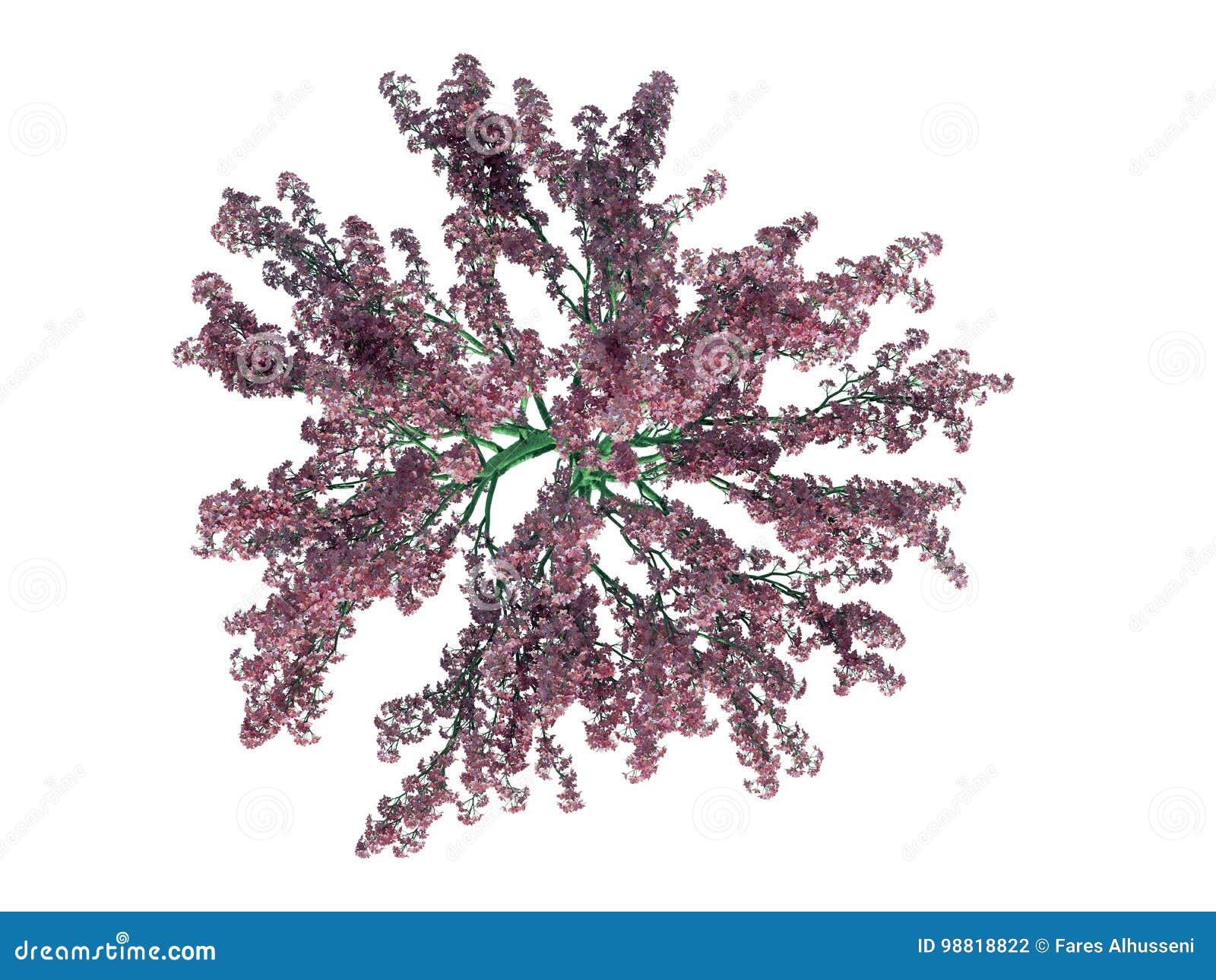 3d Rendering of a Realistic Green Top View Tree Isolated on Whit Stock ...
