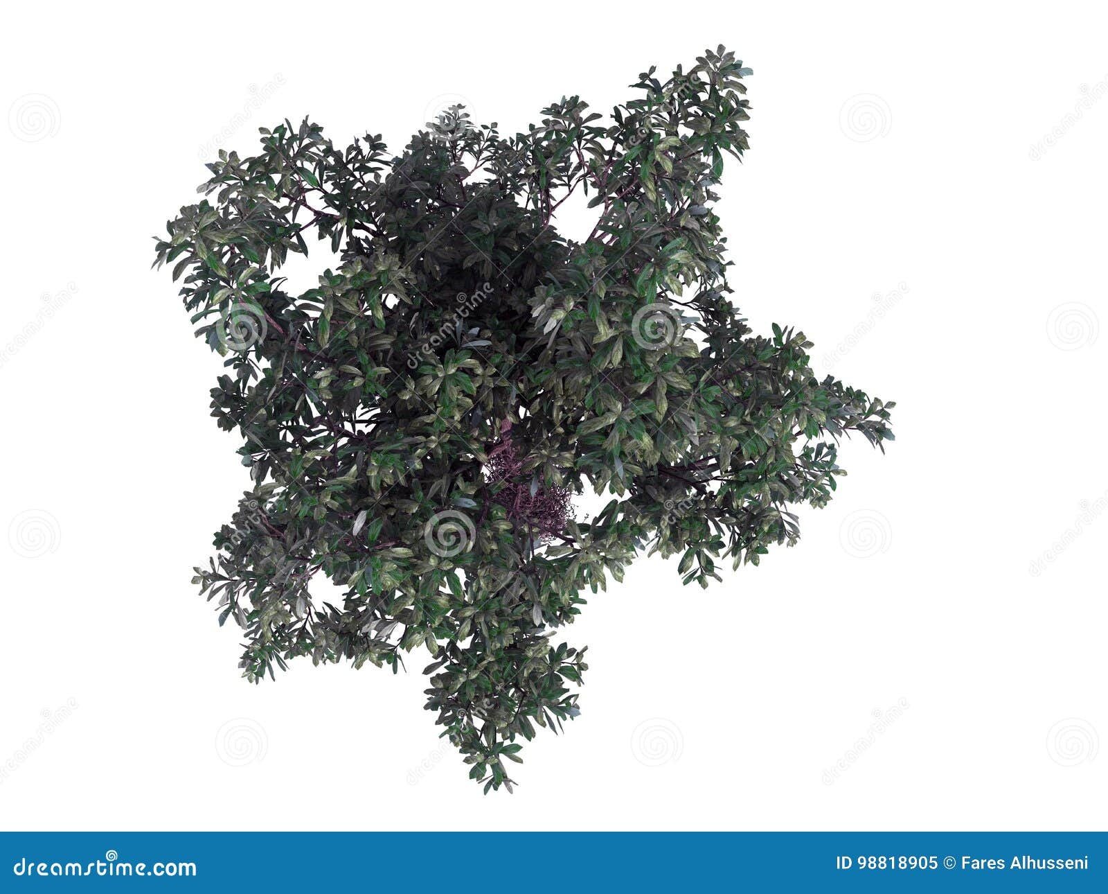 3d Rendering of a Realistic Green Top View Tree Isolated on Whit Stock ...