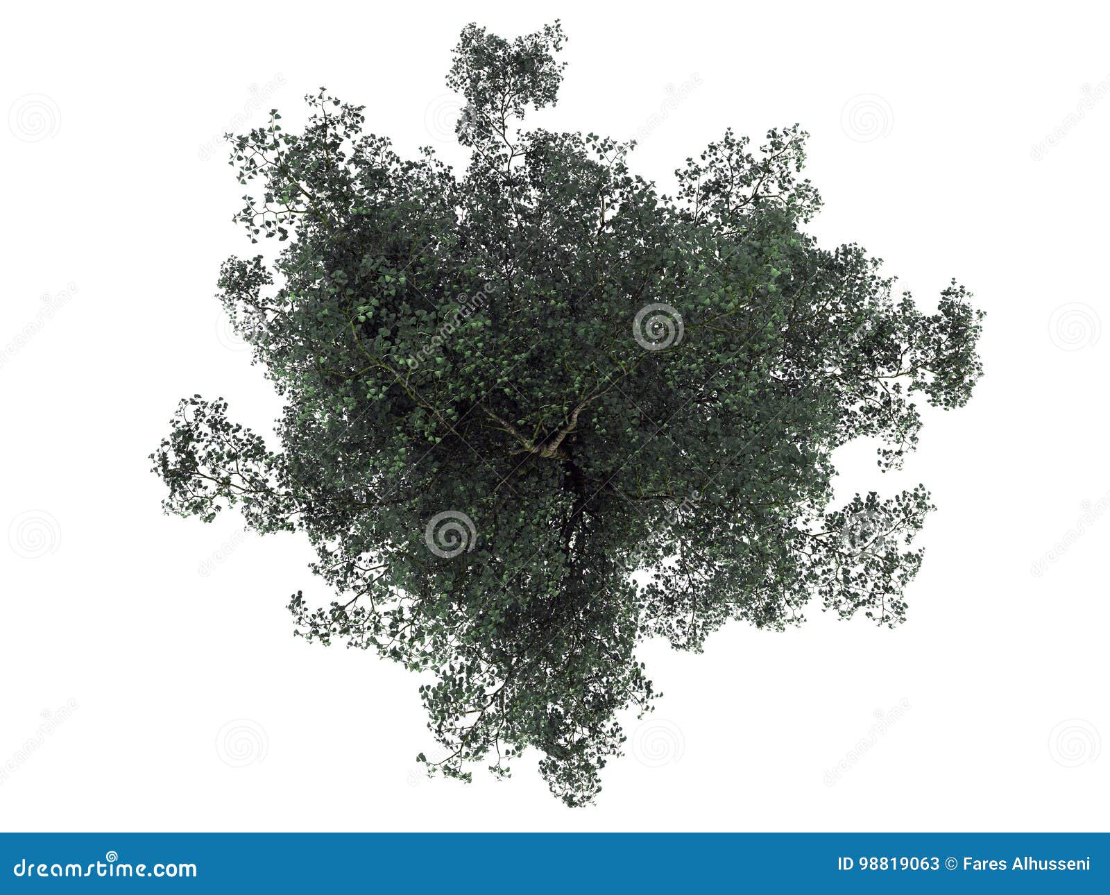 3d Rendering of a Realistic Green Top View Tree Isolated on Whit Stock ...
