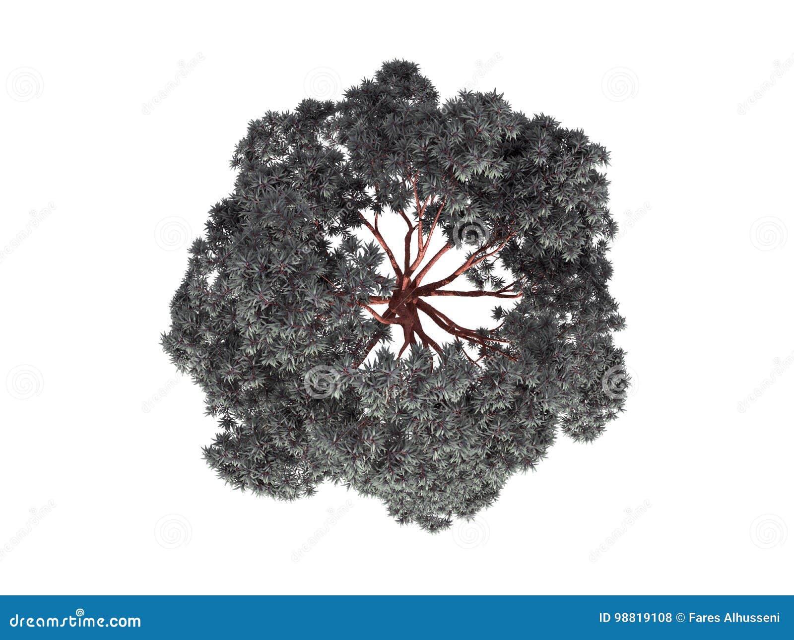 3d Rendering of a Realistic Green Top View Tree Isolated on Whit Stock ...