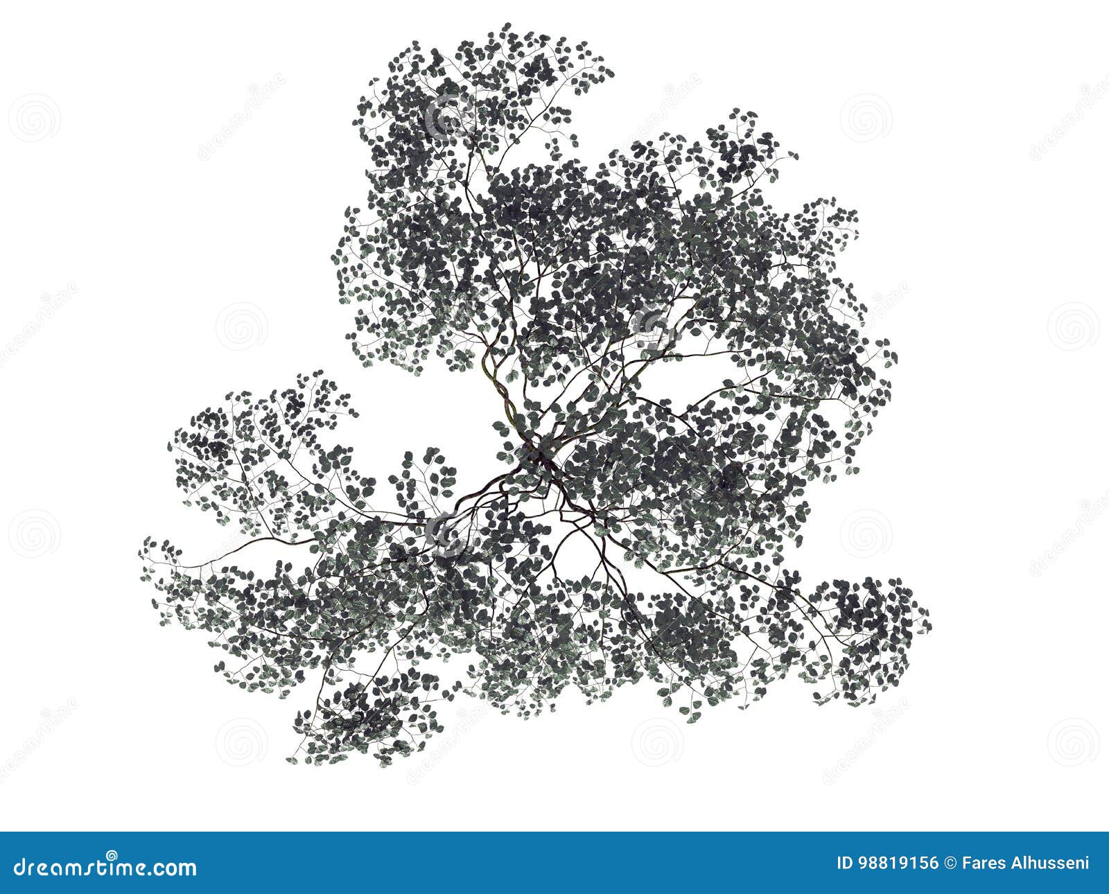 3d Rendering of a Realistic Green Top View Tree Isolated on Whit Stock ...