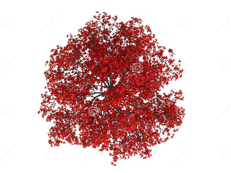 3d Rendering of a Realistic Green Top View Tree Isolated on Whit Stock ...