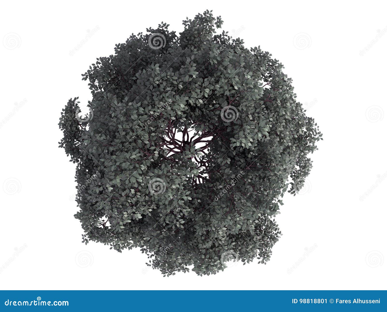 3d Rendering of a Realistic Green Top View Tree Isolated on Whit Stock ...
