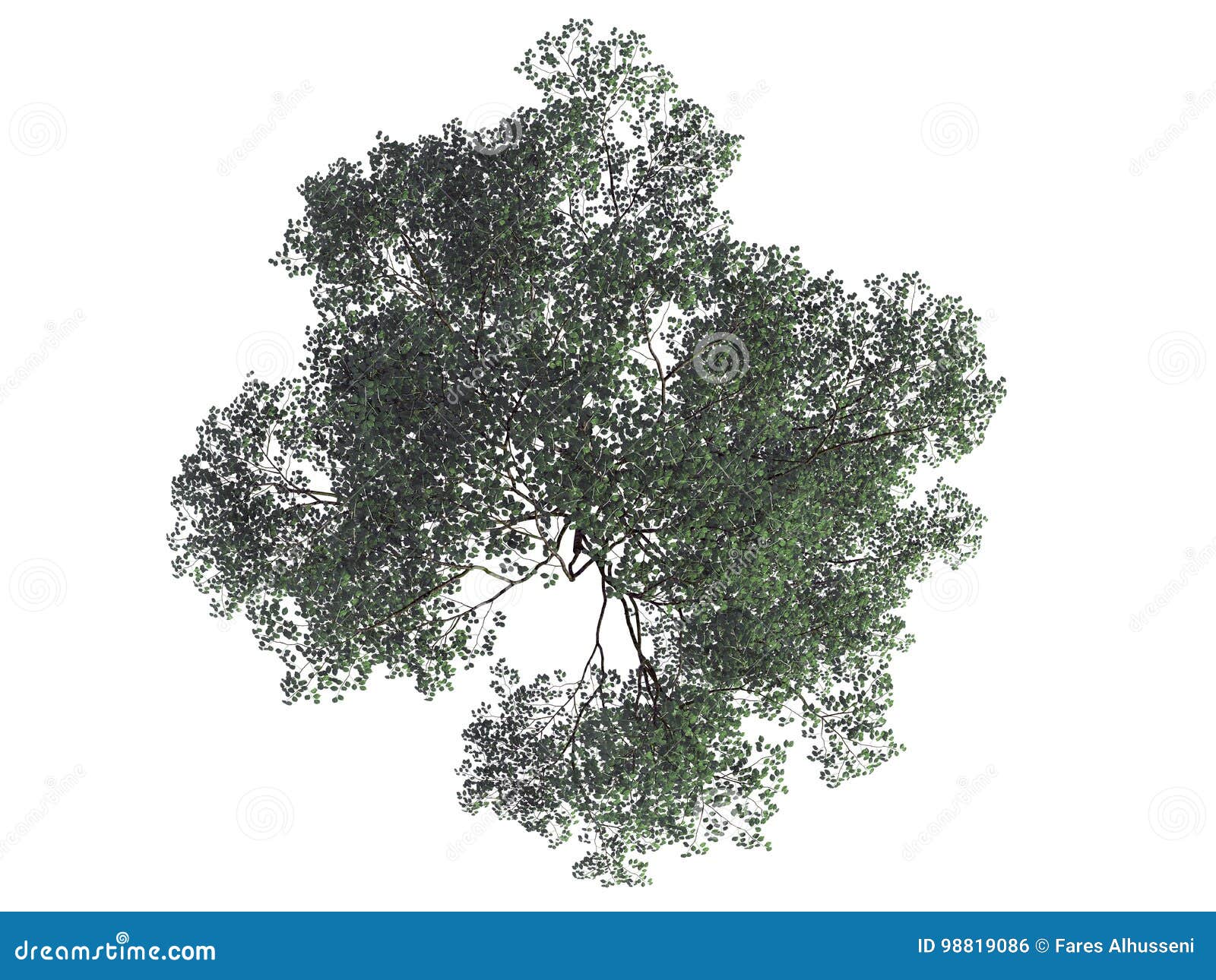 3d Rendering of a Realistic Green Top View Tree Isolated on Whit Stock ...