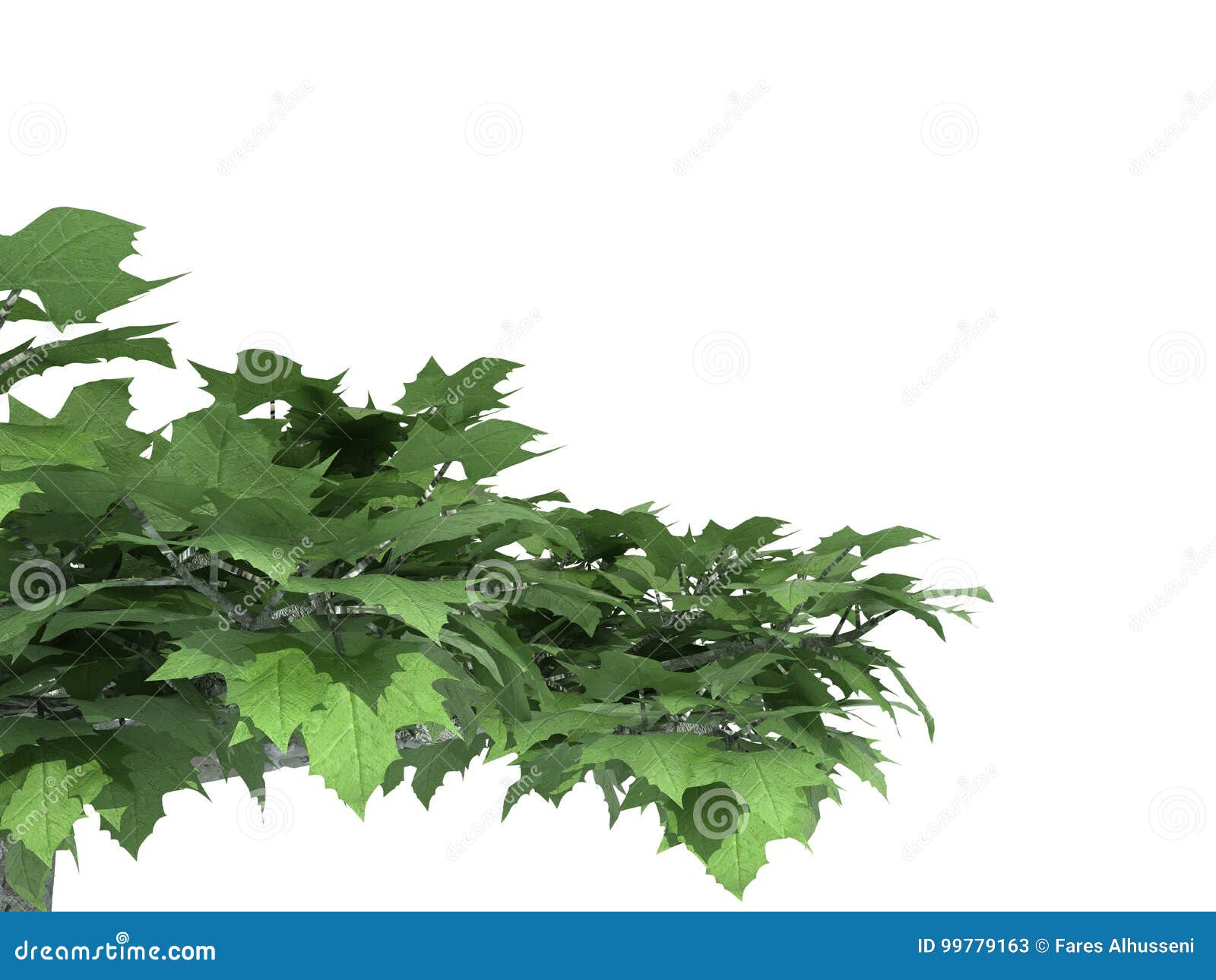 3d Rendering of a Realistic Green Tree Foreground View Isolated Stock ...