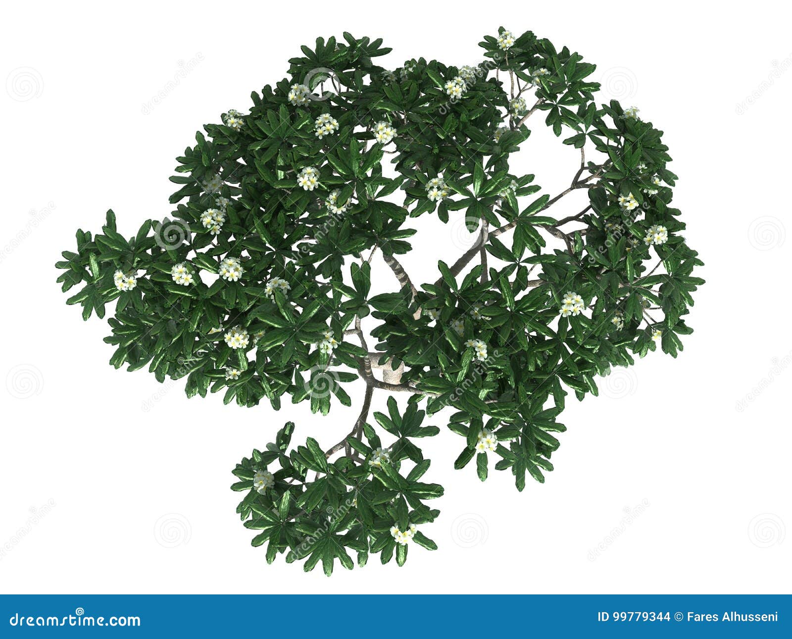 3d Rendering Of A Realistic Green Tree Top View Isolated On Whit ...
