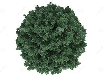 3d Rendering of a Realistic Green Tree Top View Isolated on Whit Stock ...