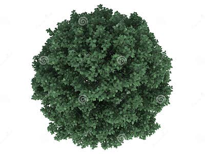 3d Rendering of a Realistic Green Tree Top View Isolated on Whit Stock ...