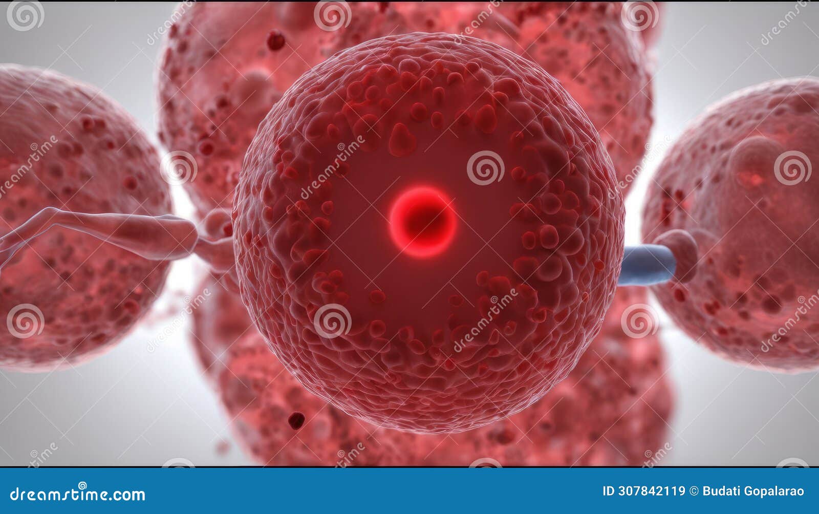 3D Rendering of a Red Blood Cell with a Nucleus and a Blue Protein ...