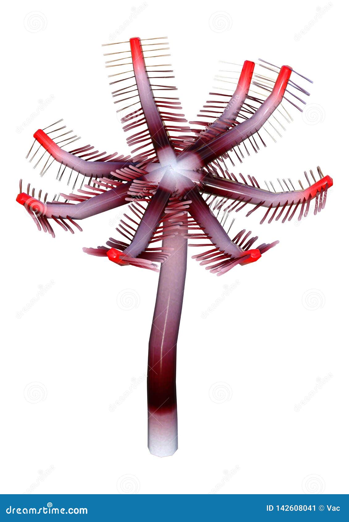 Red Crinoid Stock Illustrations – 7 Red Crinoid Stock Illustrations ...