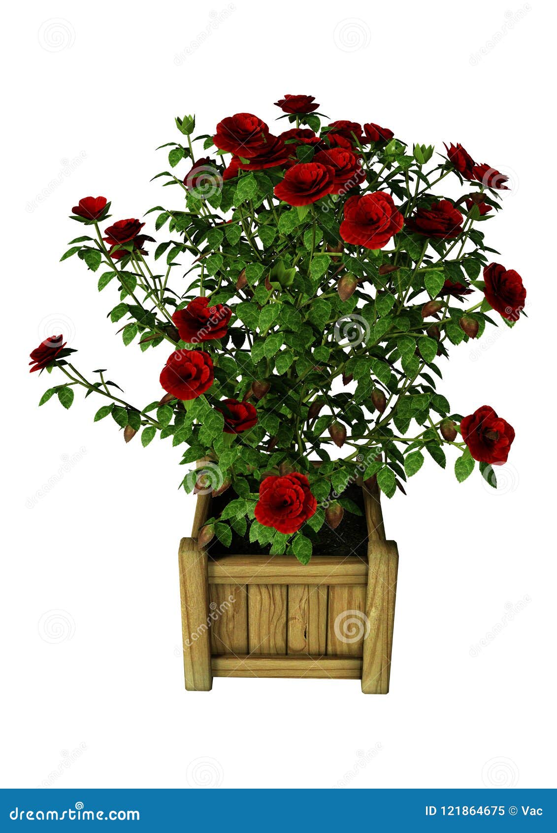 3D Rendering Red Rose Bush on White Stock Image - Image of bush, white ...