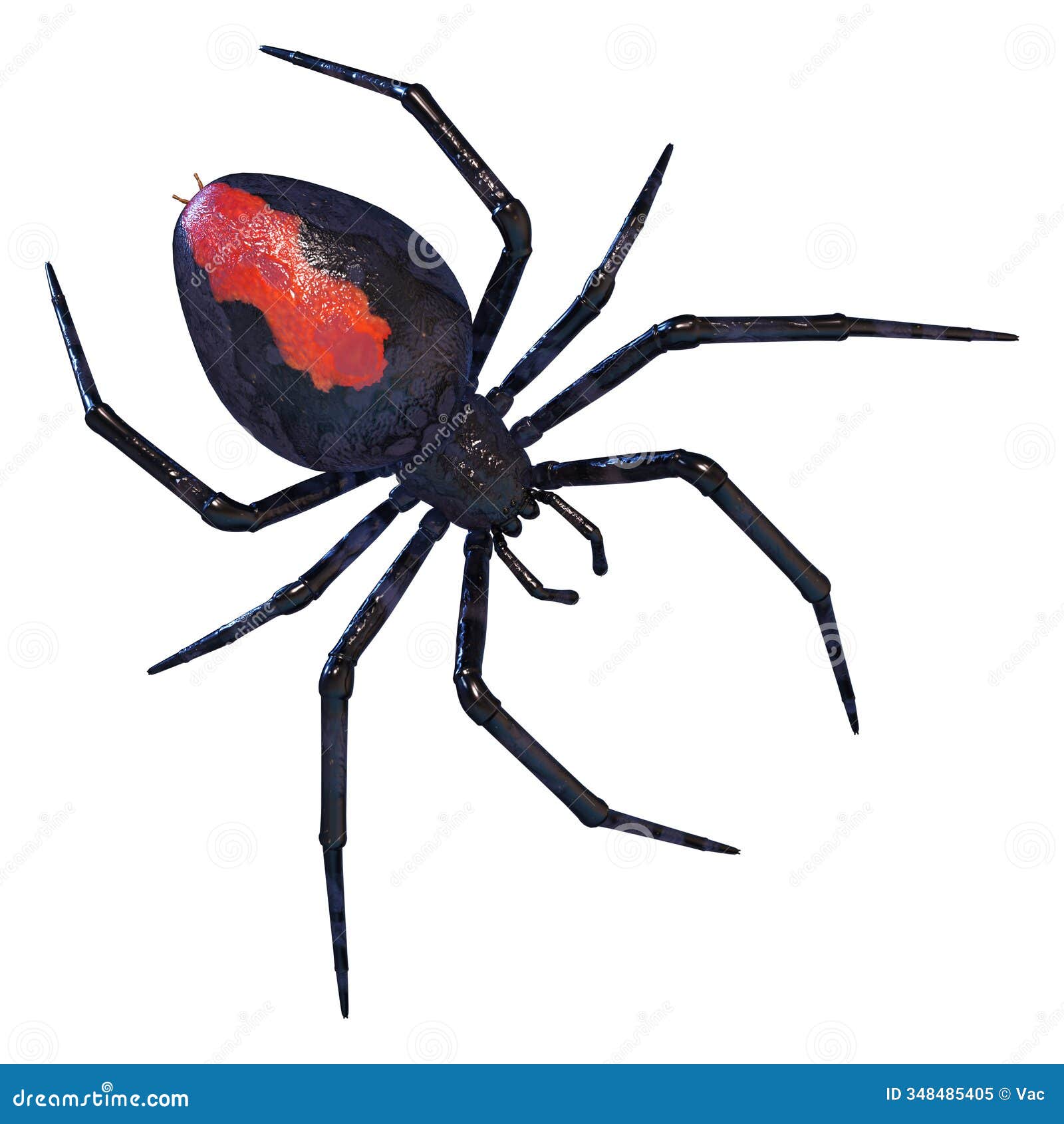 The Redback Spider (Latrodectus Hasselti, Australian Black Widow). Ink ...