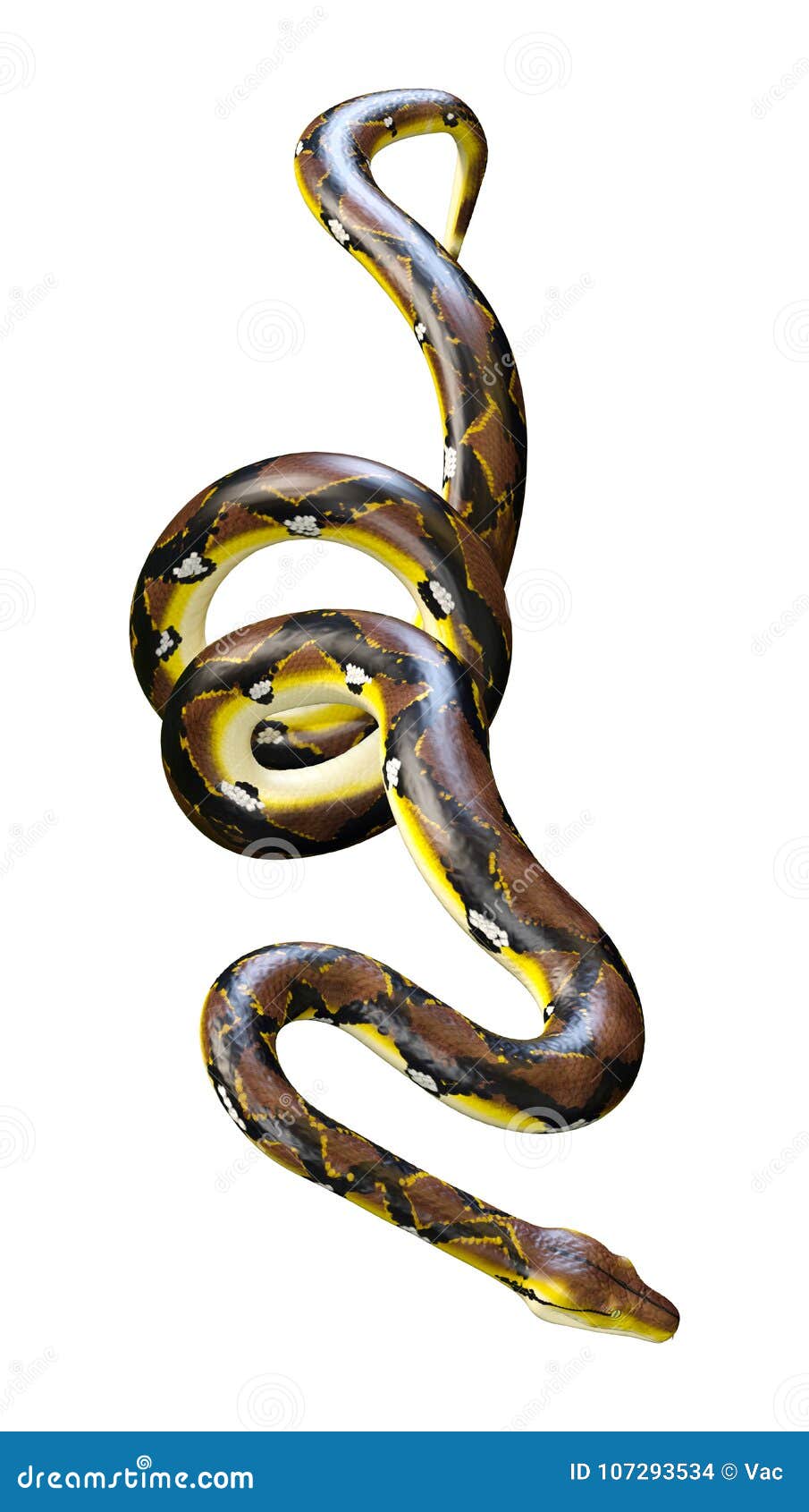 Reticulated Python Illustration Stock Photo | CartoonDealer.com #80277606