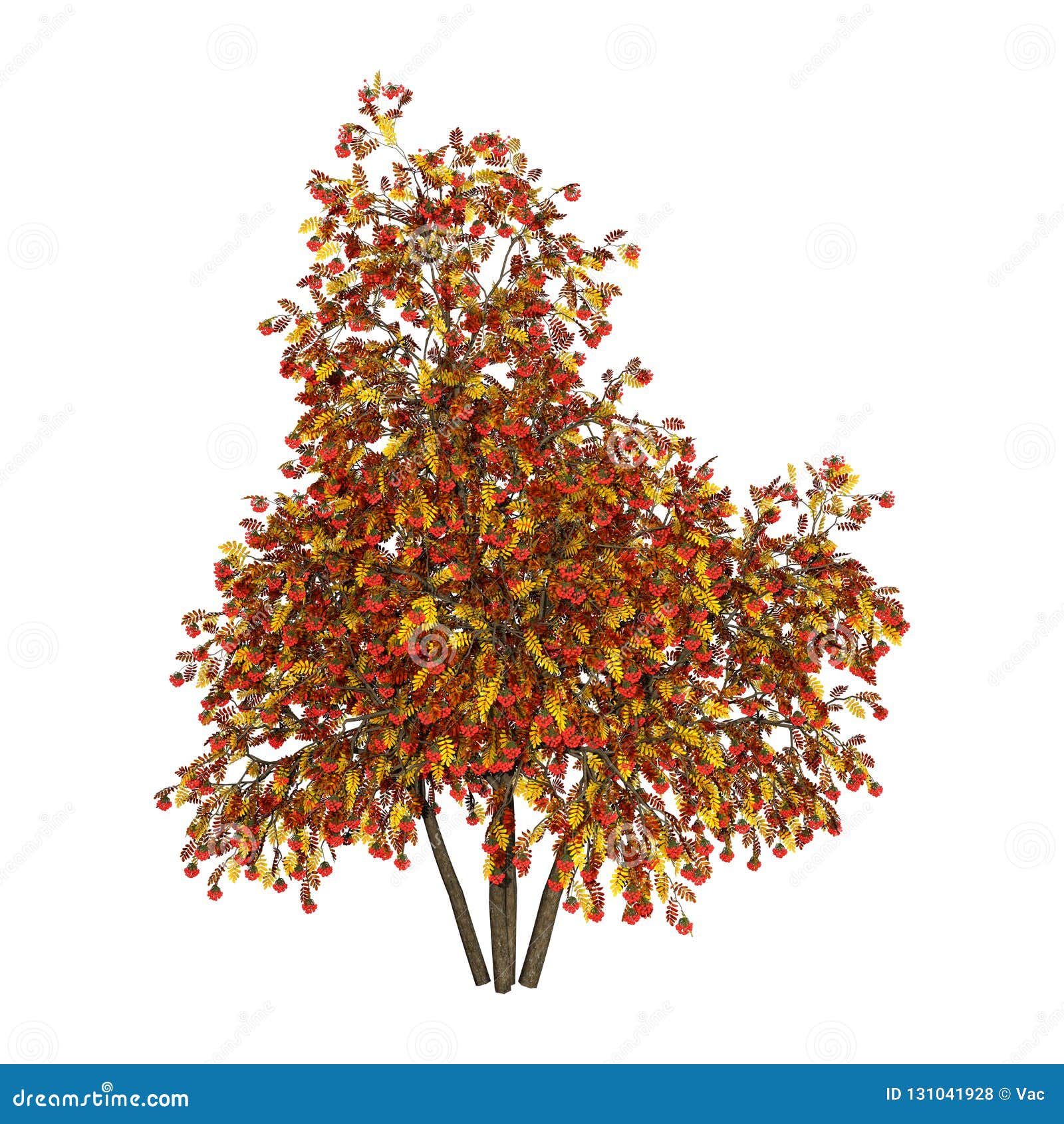 3D Rendering Rowan Trees on White Stock Photo - Image of season, trunk ...