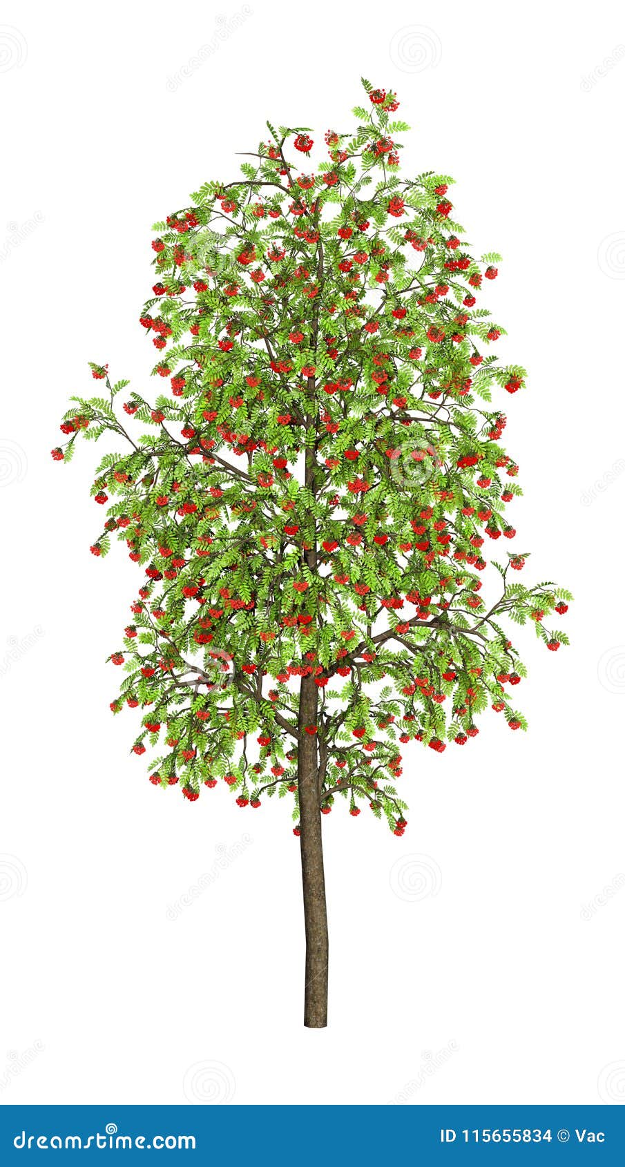 3D Rendering Rowan Trees on White Stock Photo - Image of rowanberry ...
