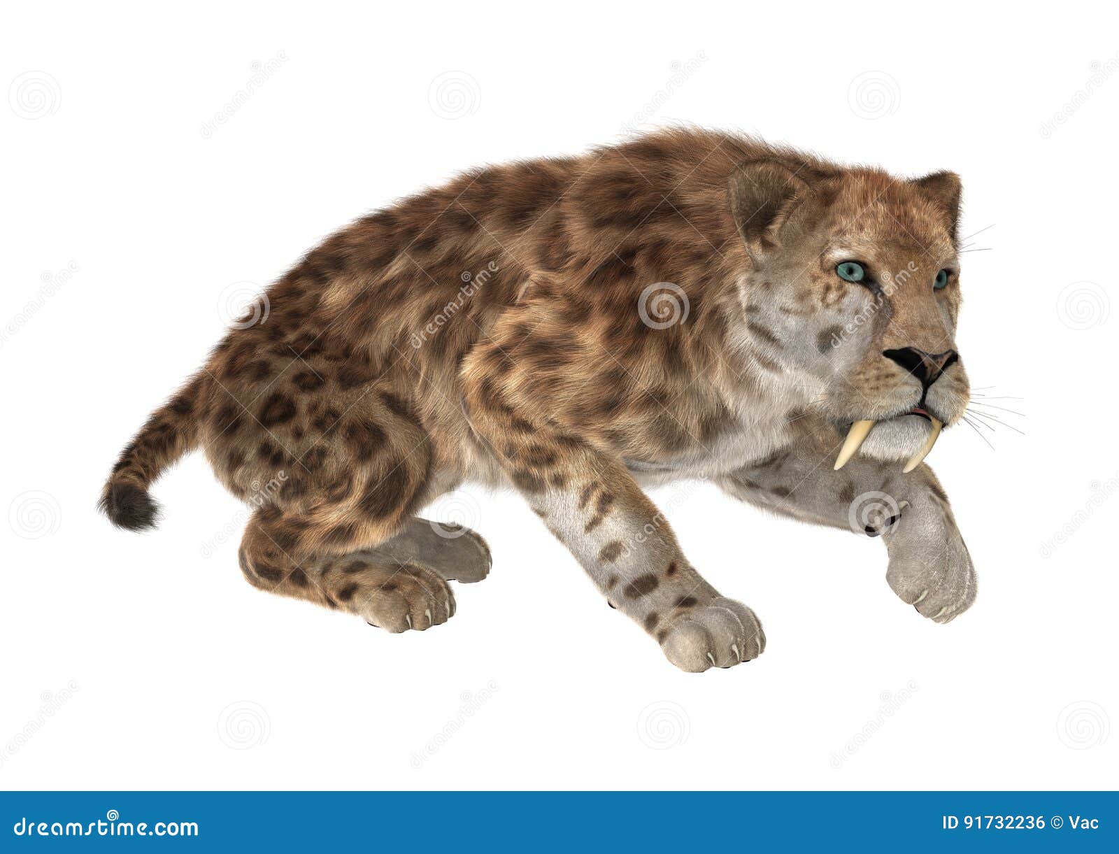 3D Rendering Saber Tooth Tiger on White Stock Illustration ...