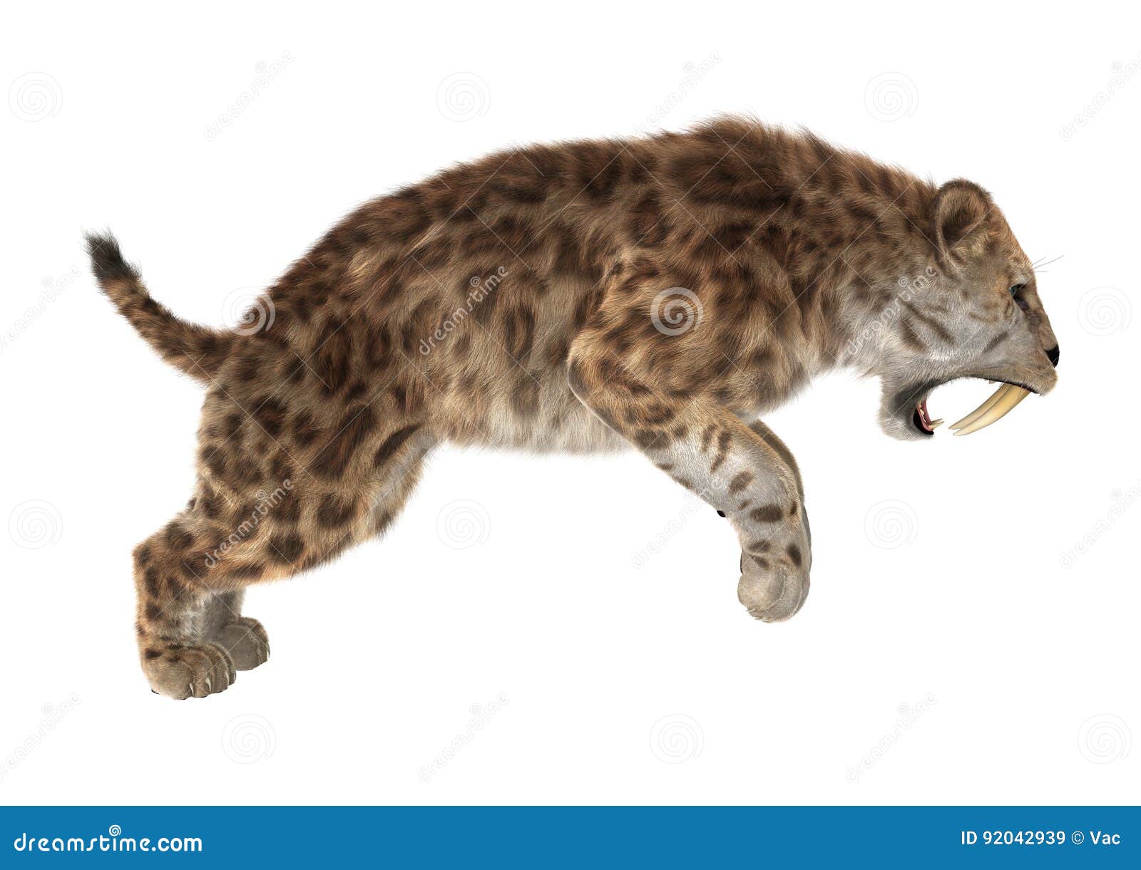 3D Rendering Saber Tooth Tiger On White Royalty-Free Stock Image ...
