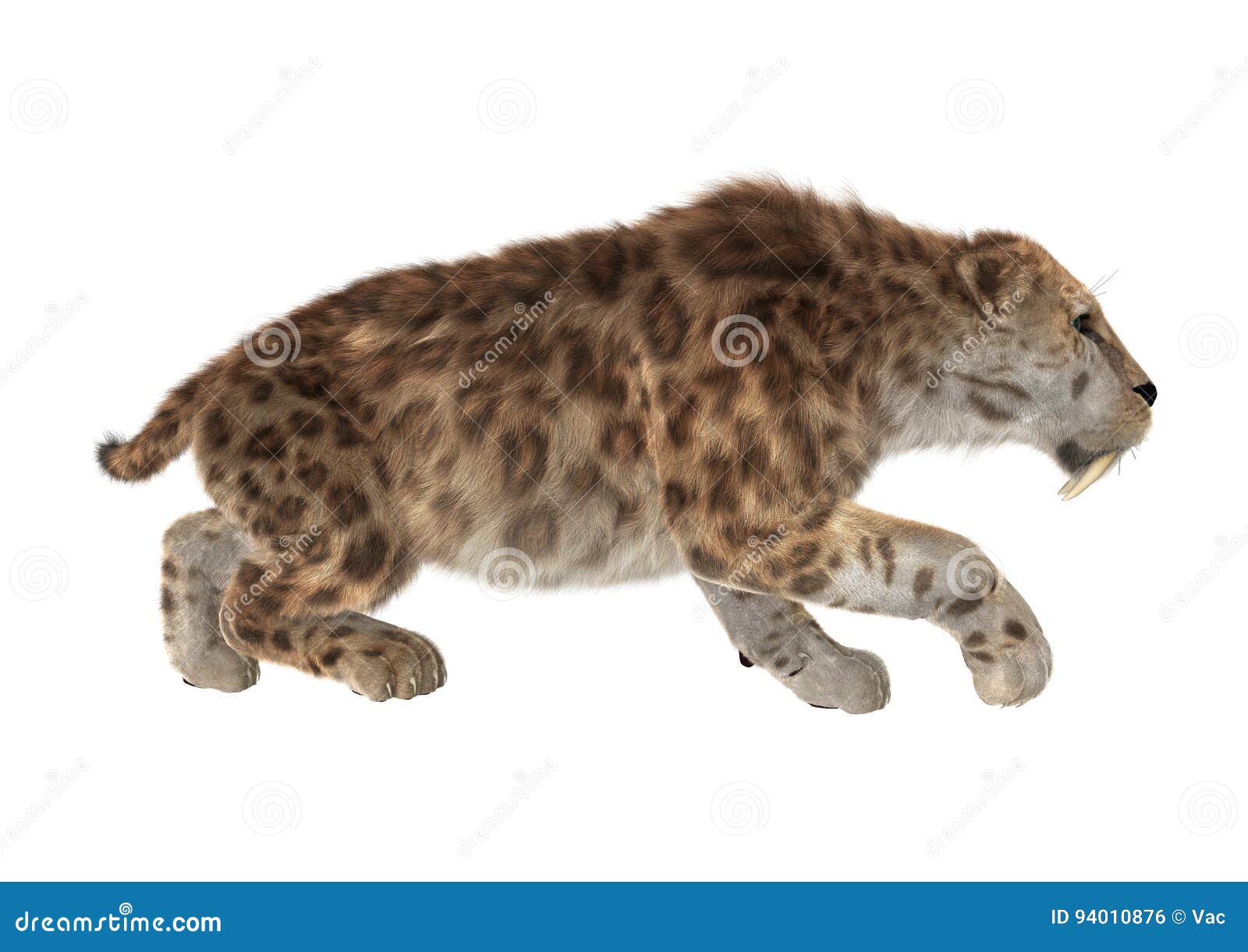 3D Rendering Saber Tooth Tiger On White Stock Photography ...