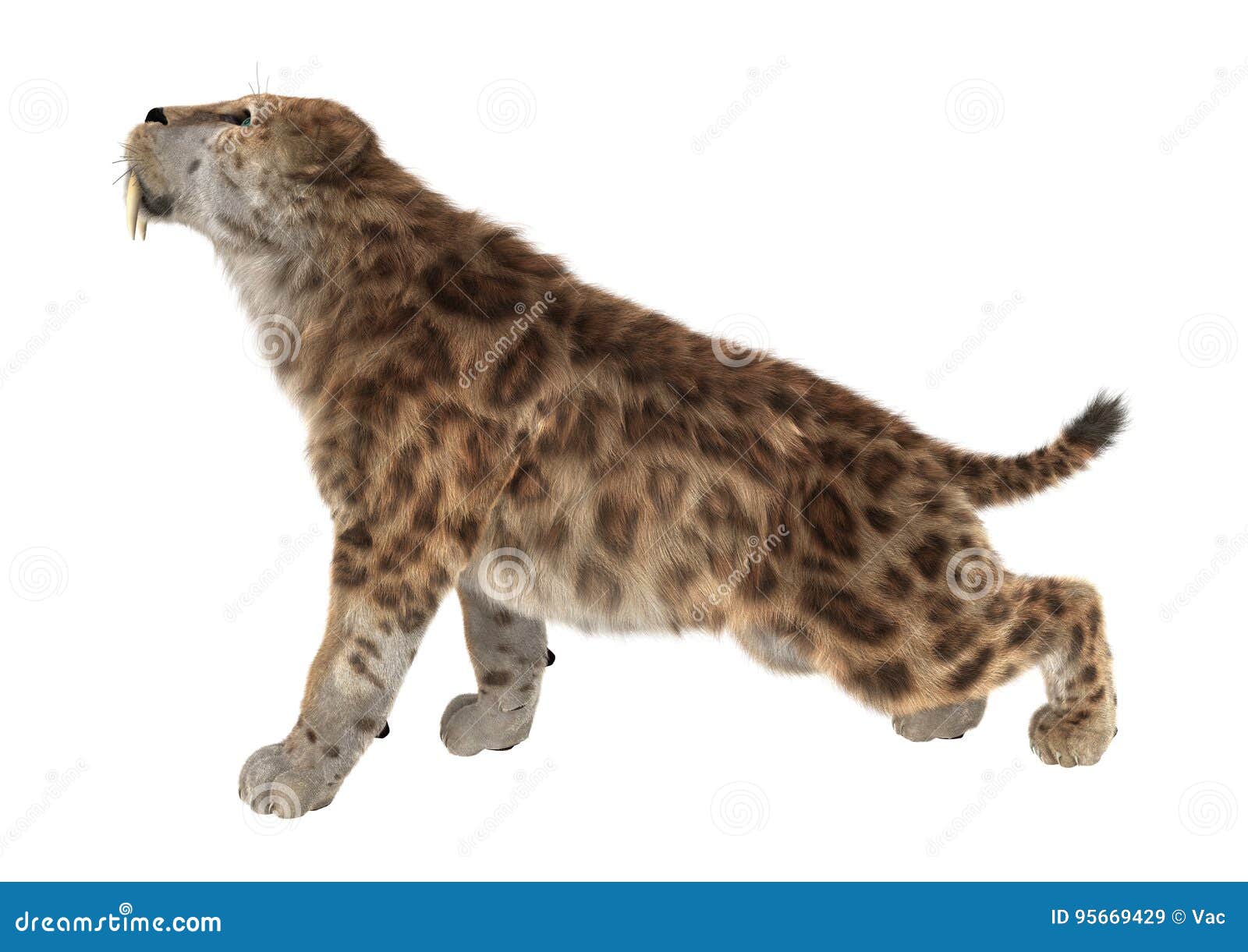3D Rendering Saber Tooth Tiger On White Royalty-Free Stock Photography ...