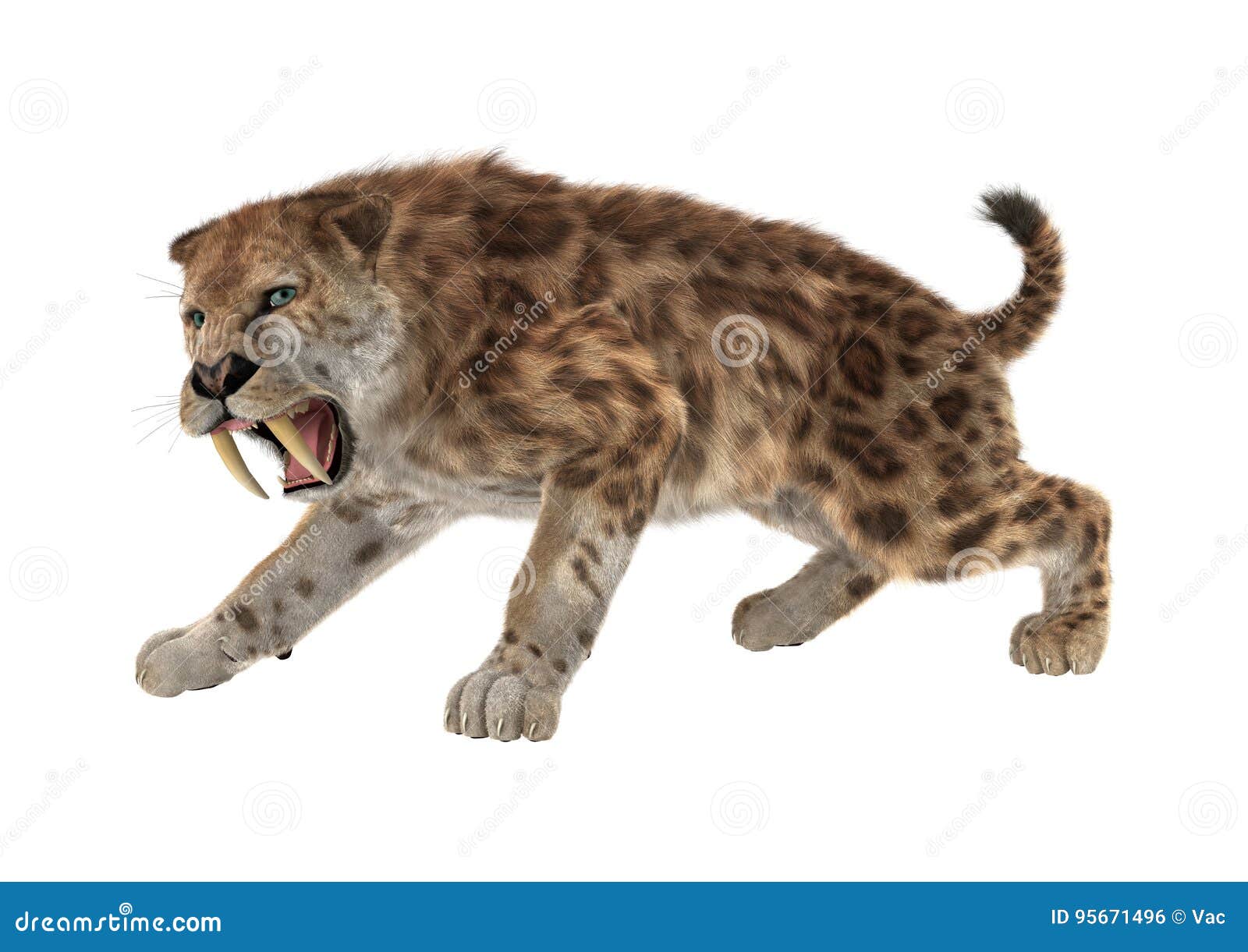 3D Rendering Saber Tooth Tiger on White Stock Illustration ...
