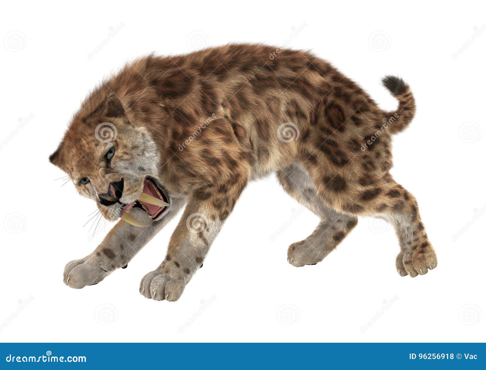 3D Rendering Saber Tooth Tiger On White Royalty-Free Stock Image ...