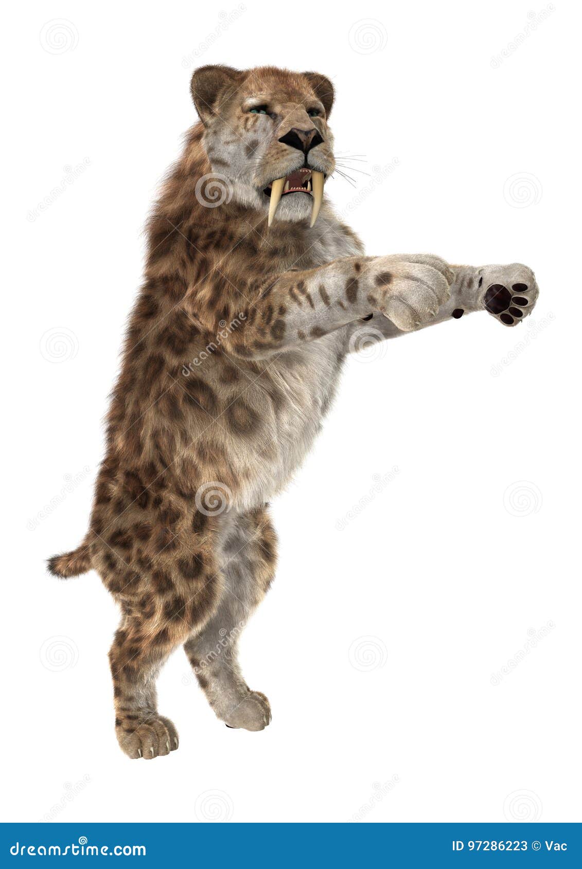 3D Rendering Saber Tooth Tiger On White Royalty-Free Stock Photography ...