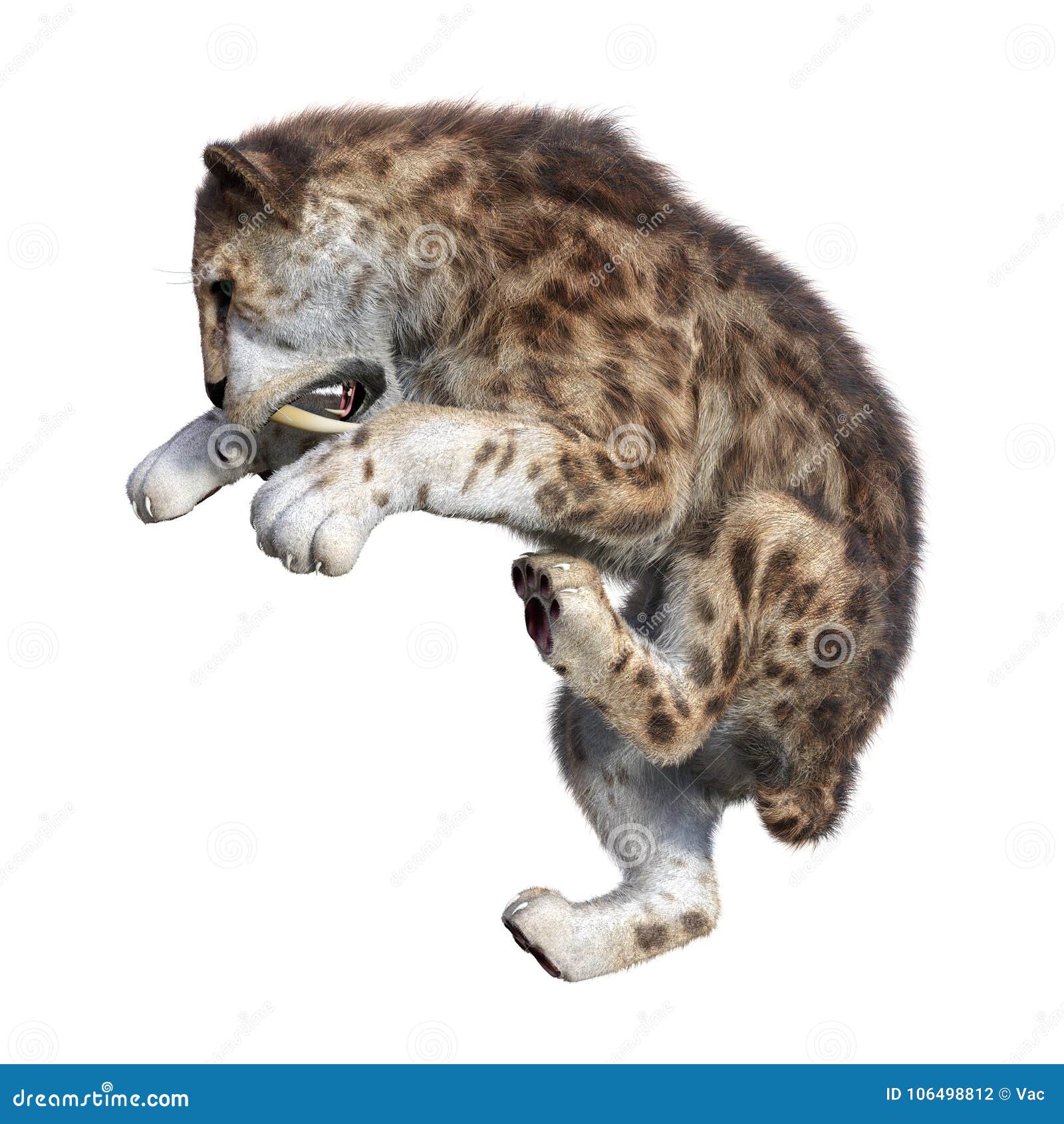 Sabertooth Tiger Smilodon, Lived 42 Million Years Ago - Extint 11,000 ...