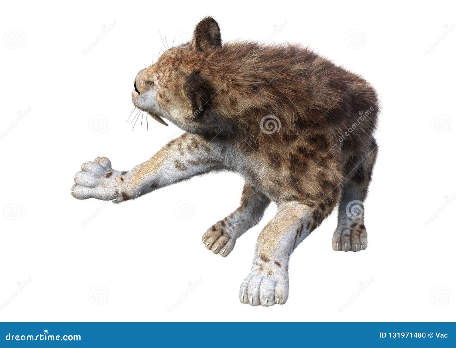 3D Rendering Sabertooth Tiger on White Stock Illustration ...