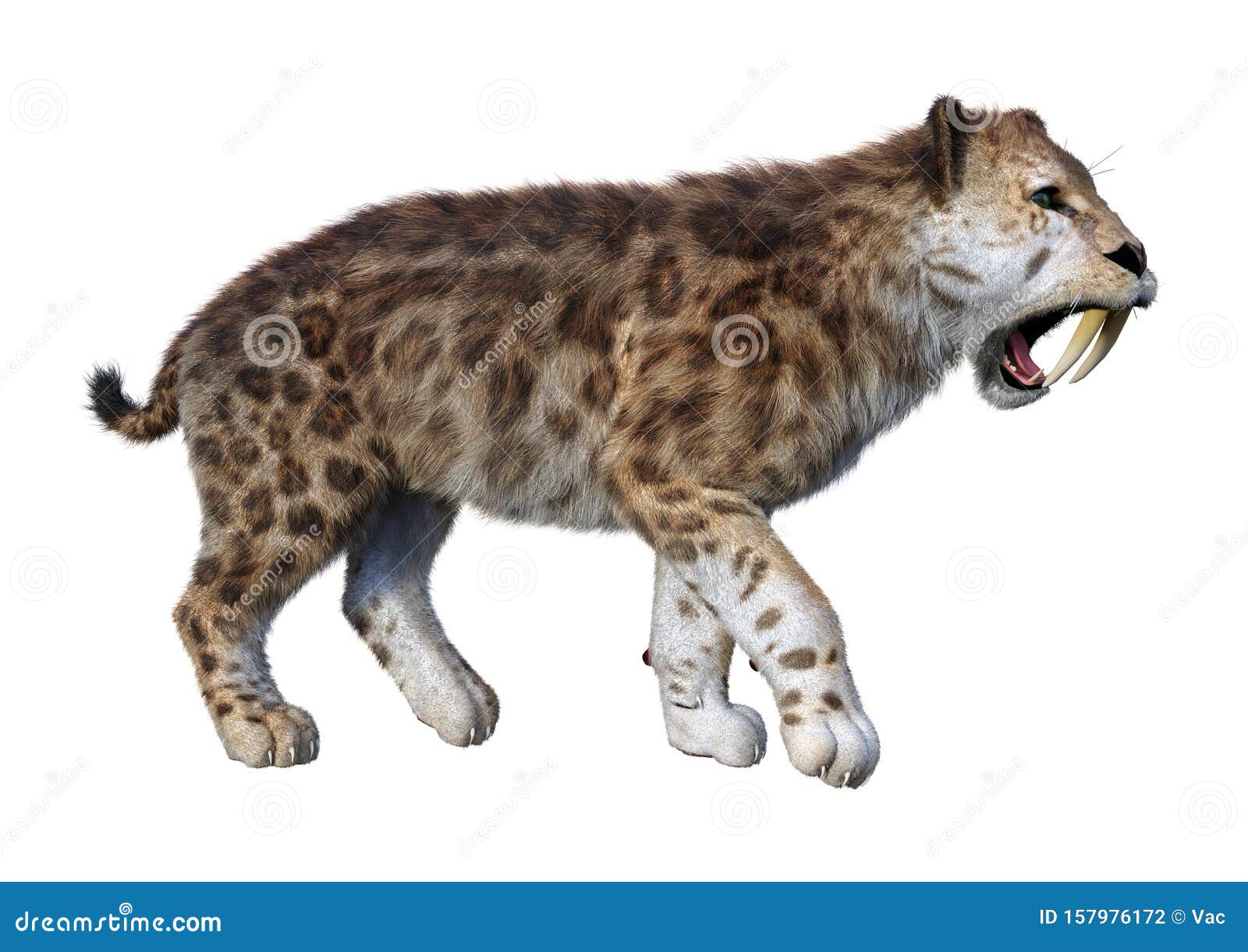 3D Rendering Sabertooth Tiger on White Stock Illustration ...