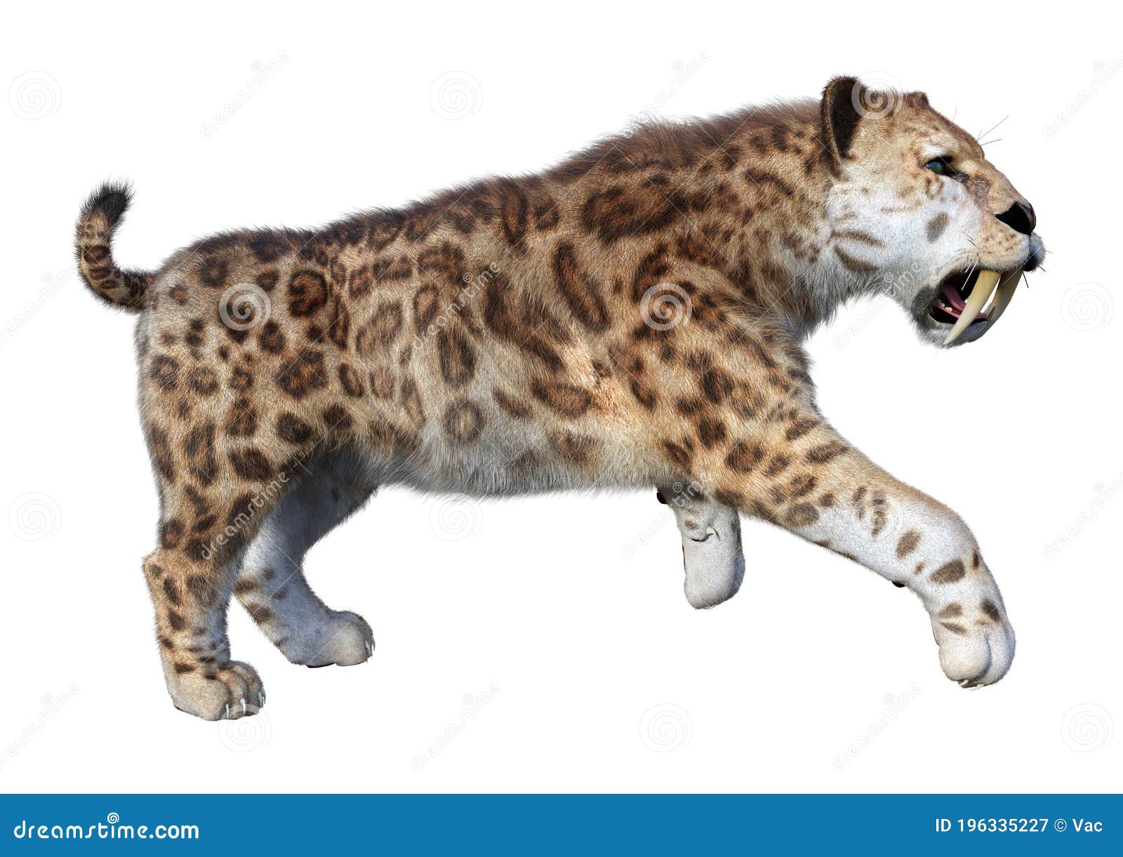 3D Rendering Sabertooth Tiger on White Stock Illustration ...
