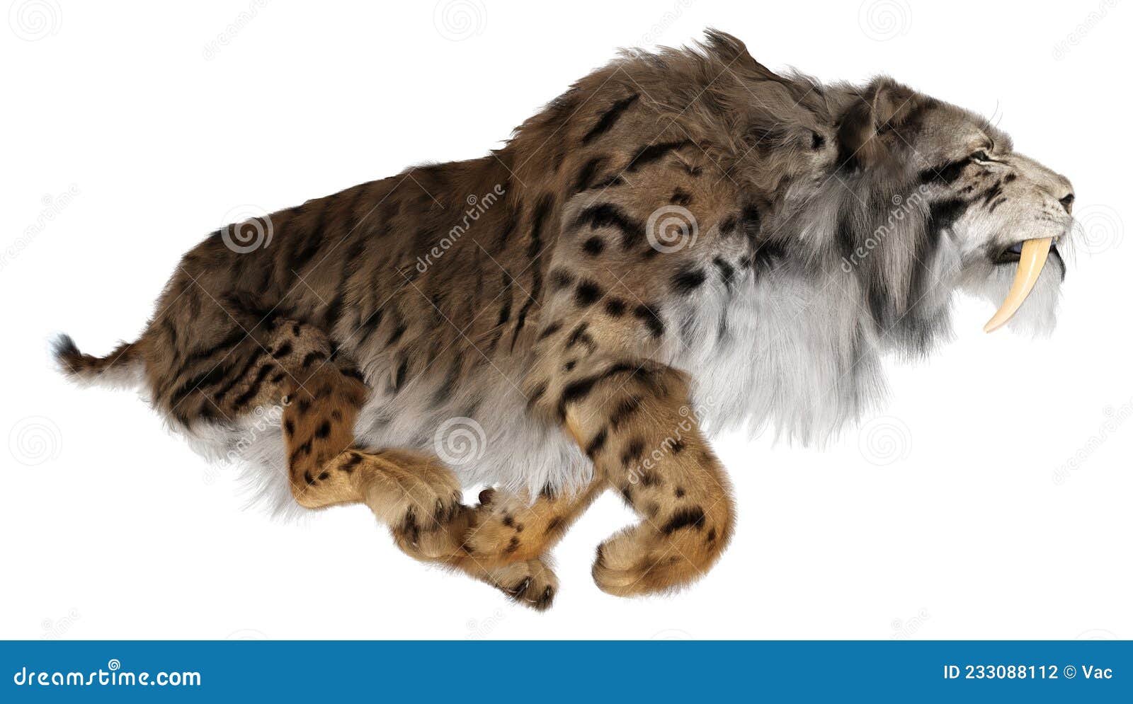 3D Rendering Sabertooth Tiger on White Stock Illustration ...