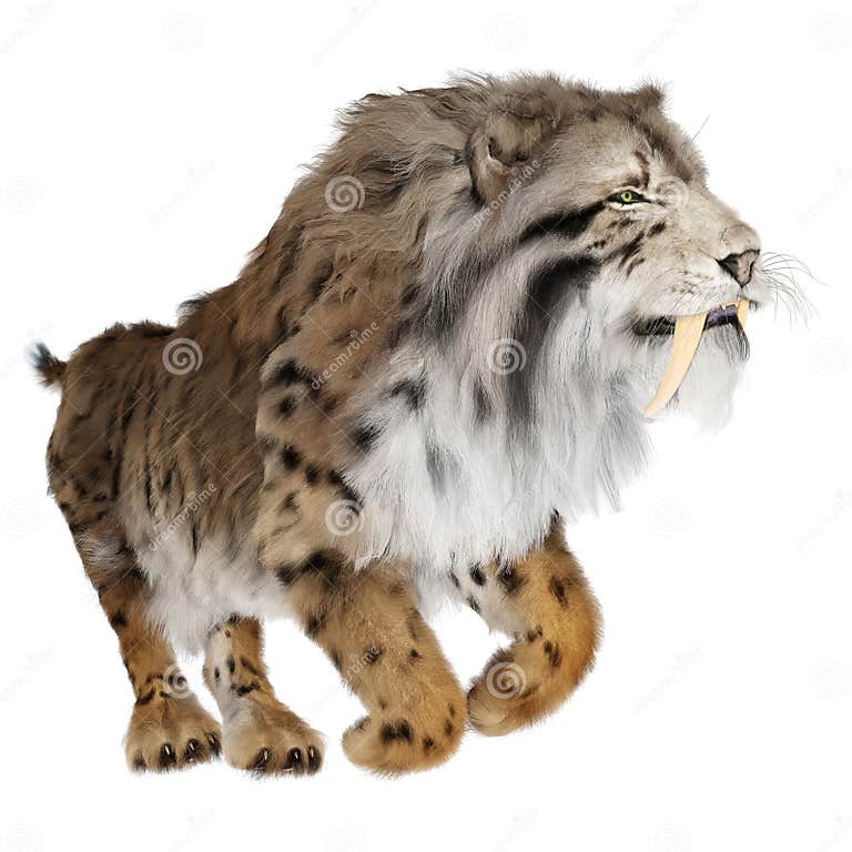 3D Rendering Sabertooth Tiger on White Stock Illustration ...