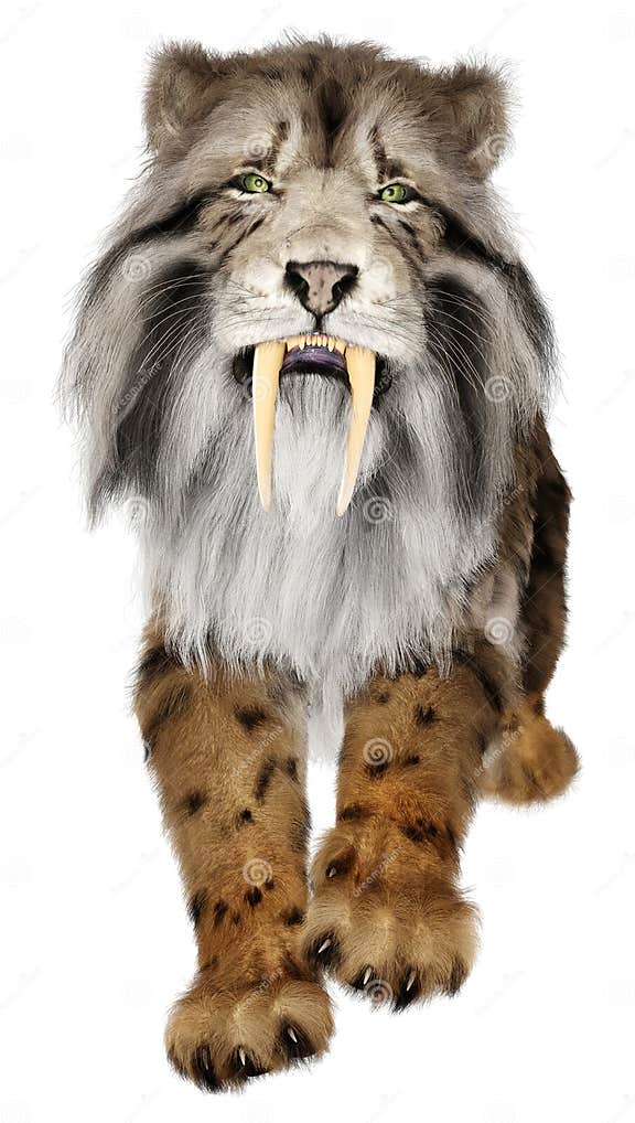 3D Rendering Sabertooth Tiger on White Stock Illustration ...