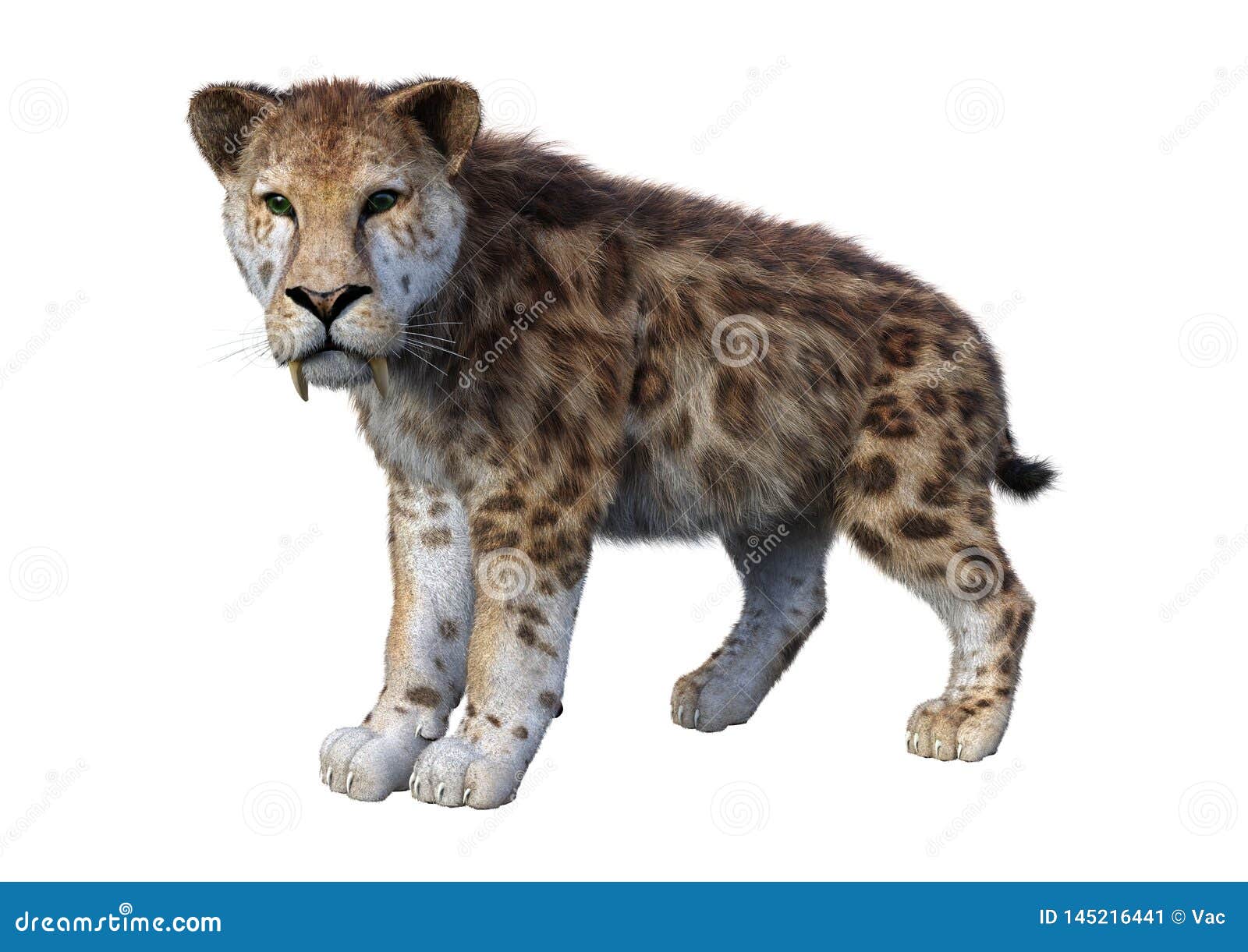 3D Rendering Saber Tooth Tiger On White Royalty-Free Stock Image ...