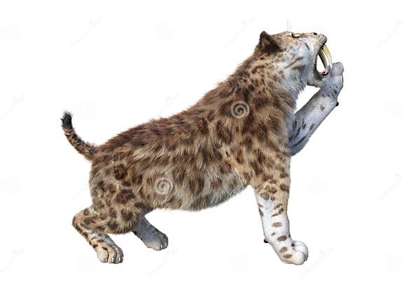 3D Rendering Sabertooth Tiger on White Stock Illustration ...
