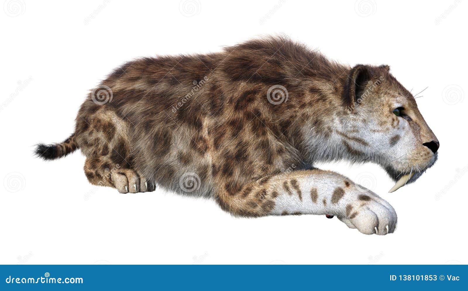 3D Rendering Sabertooth Tiger on White Stock Illustration ...