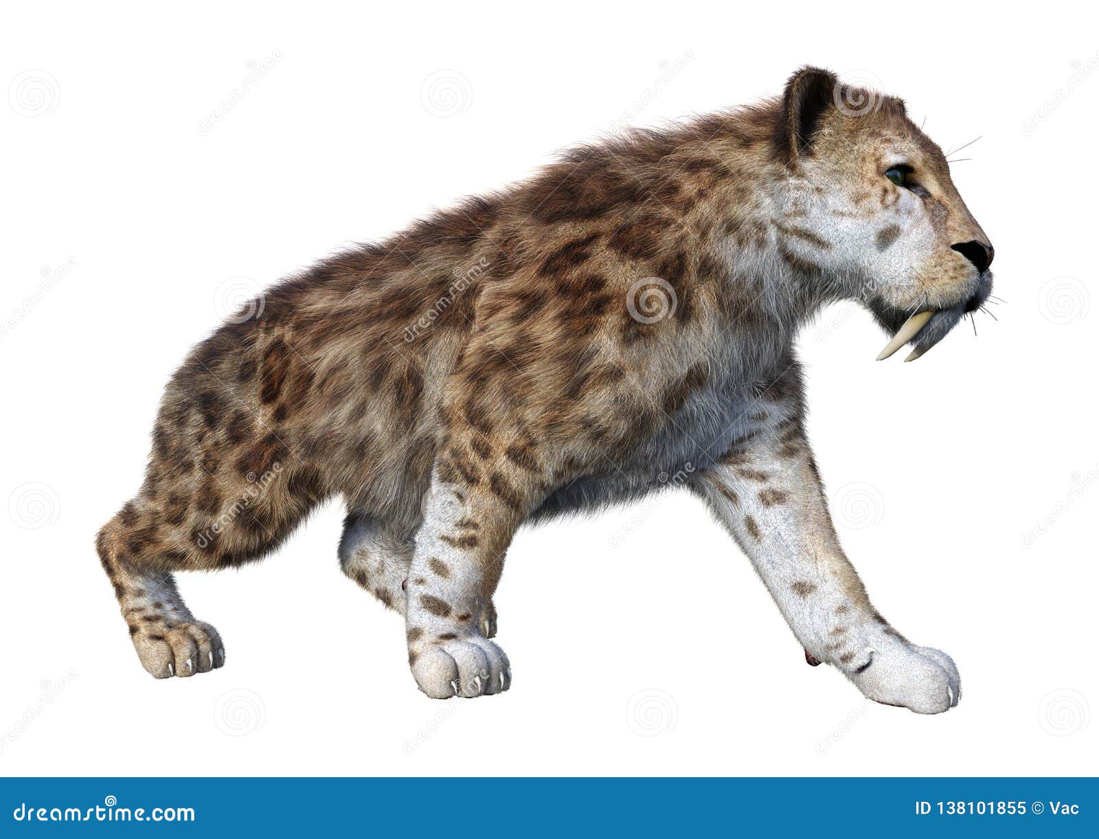 3D Rendering Sabertooth Tiger on White Stock Illustration ...