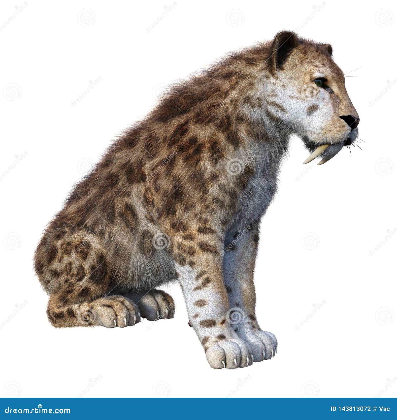 3D Rendering Sabertooth Tiger on White Stock Illustration ...