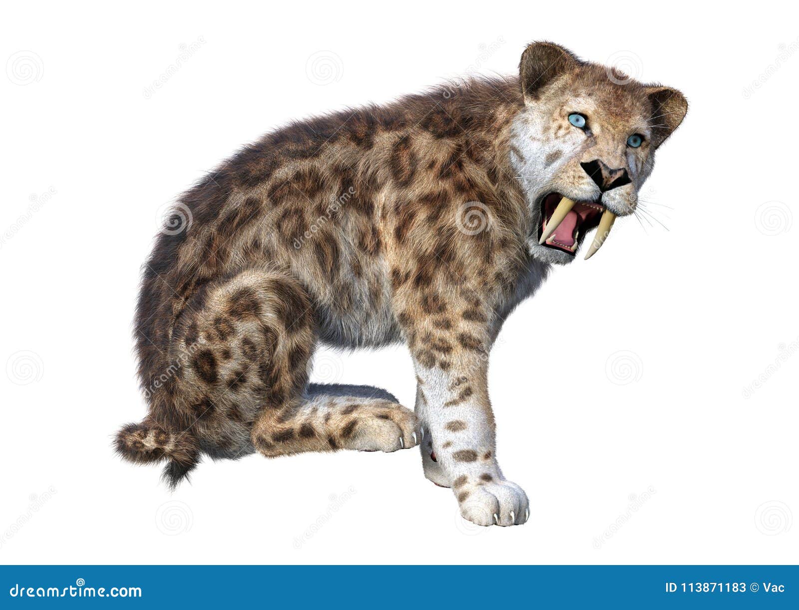 3D Rendering Sabertooth Tiger on White Stock Illustration ...